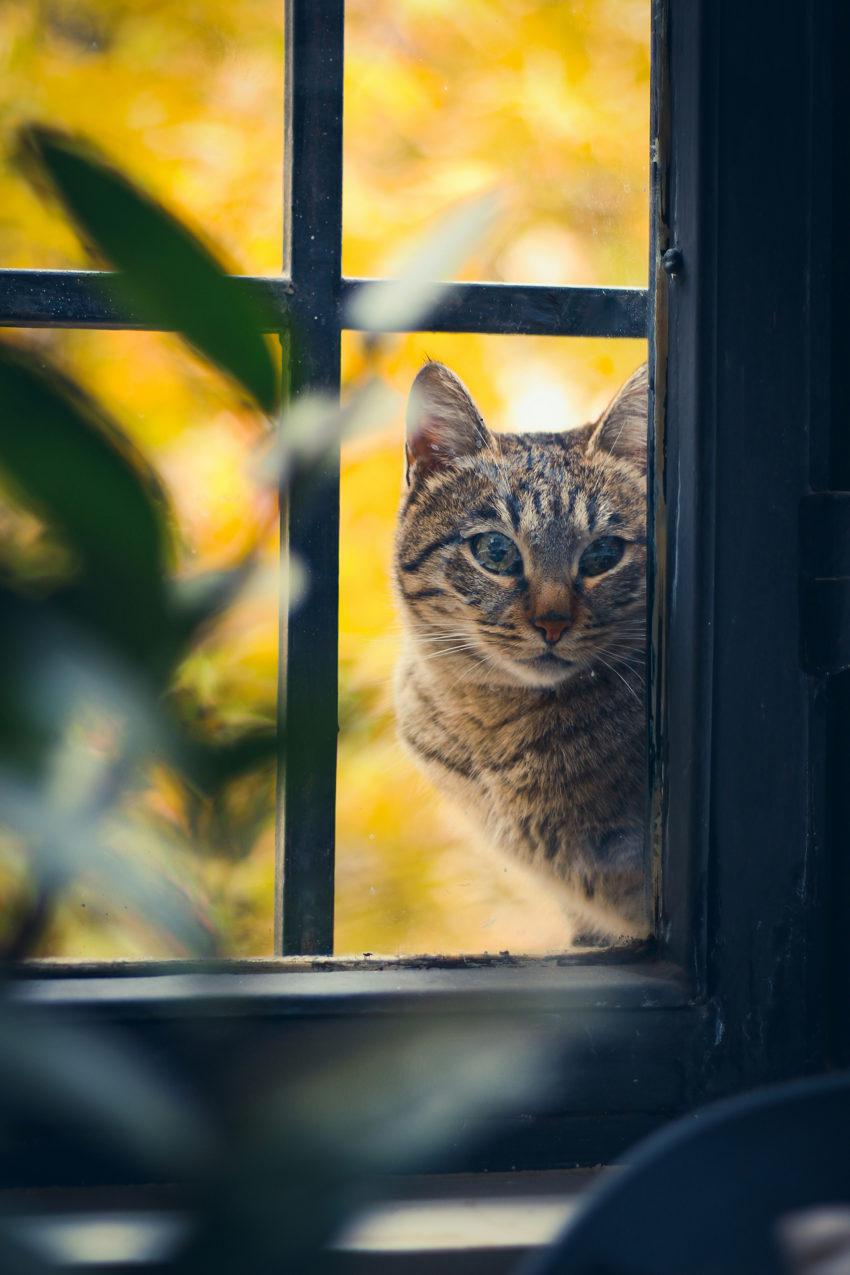 A curious tabby cat peers through a window, framed by the contrasting dark panes and vibrant autumn foliage outside.
