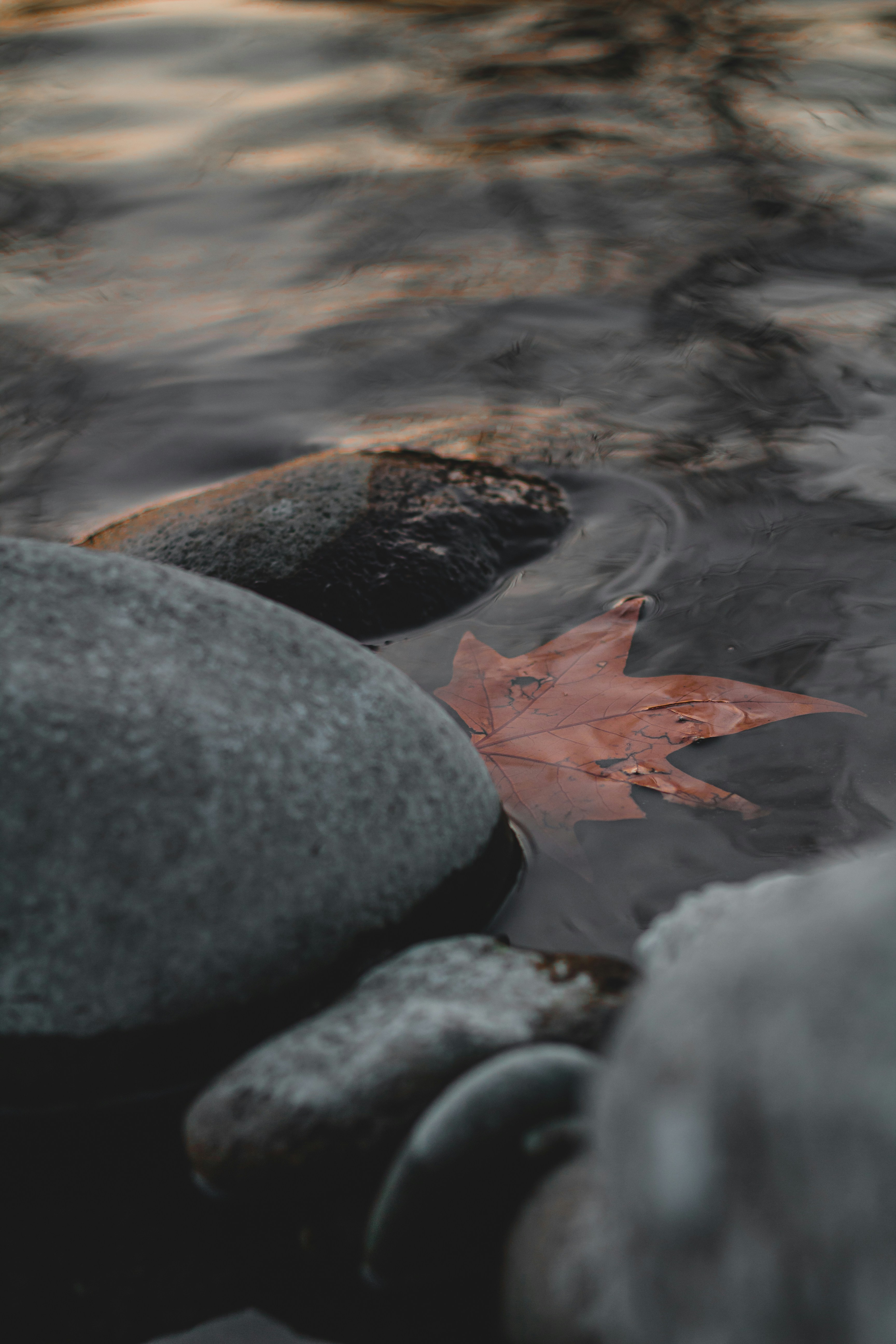 Amber Maple Leaf Resting on a Velvet Stream Among Stones