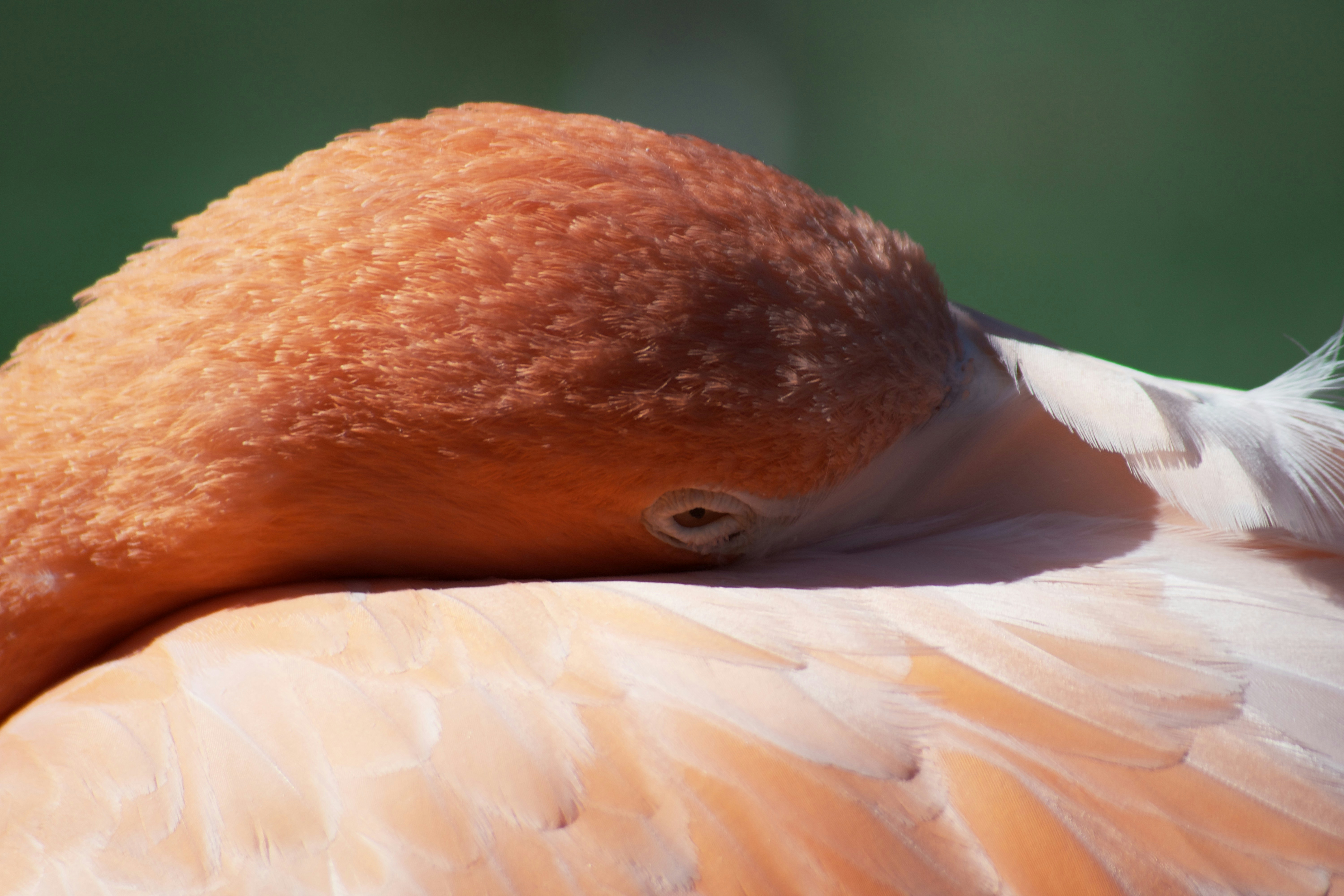 Close-up of a flamingo resting its head against its body, showcasing the delicate textures of its feathers.