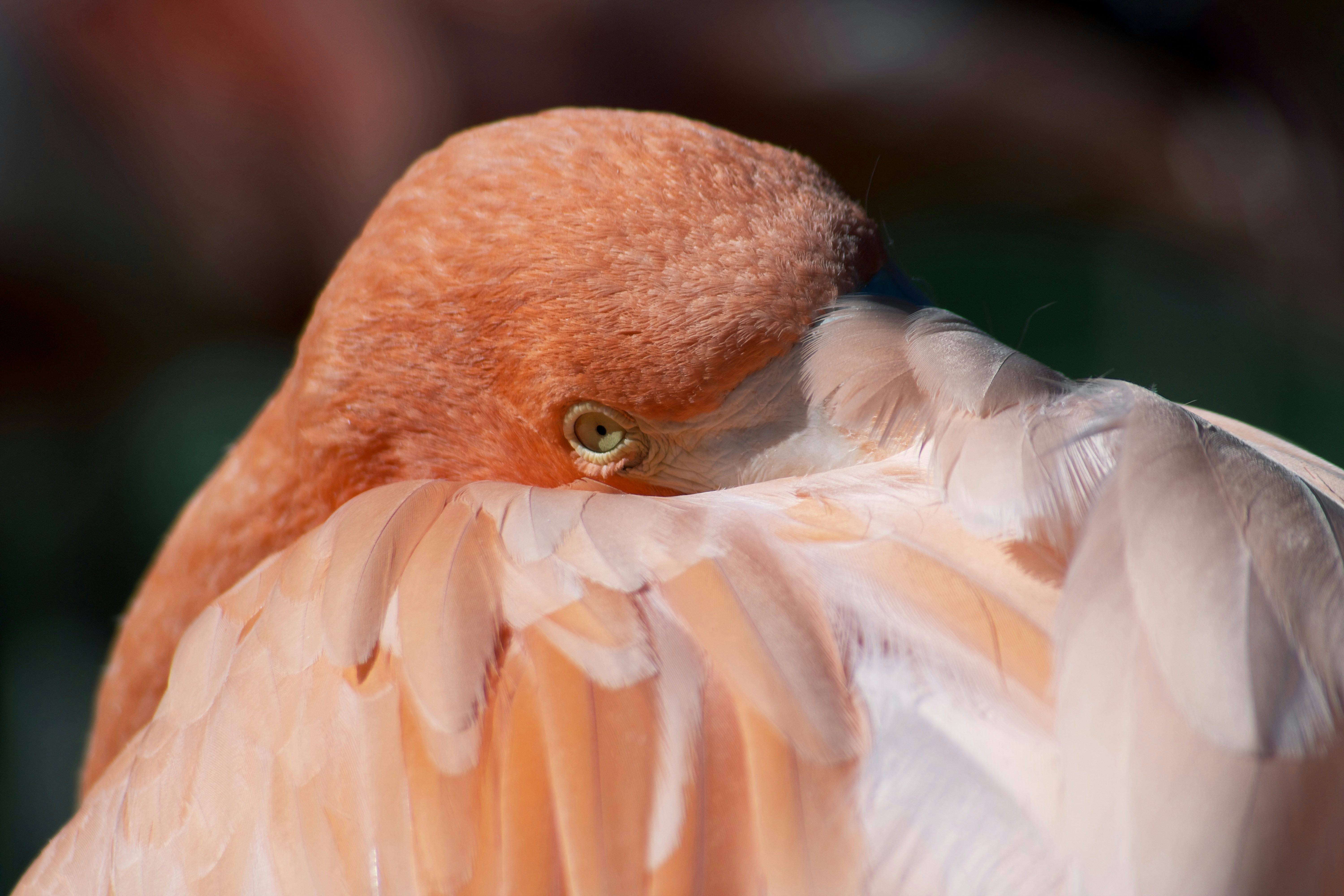 Soft Feathered Gaze: A Flamingo's Quiet Posture