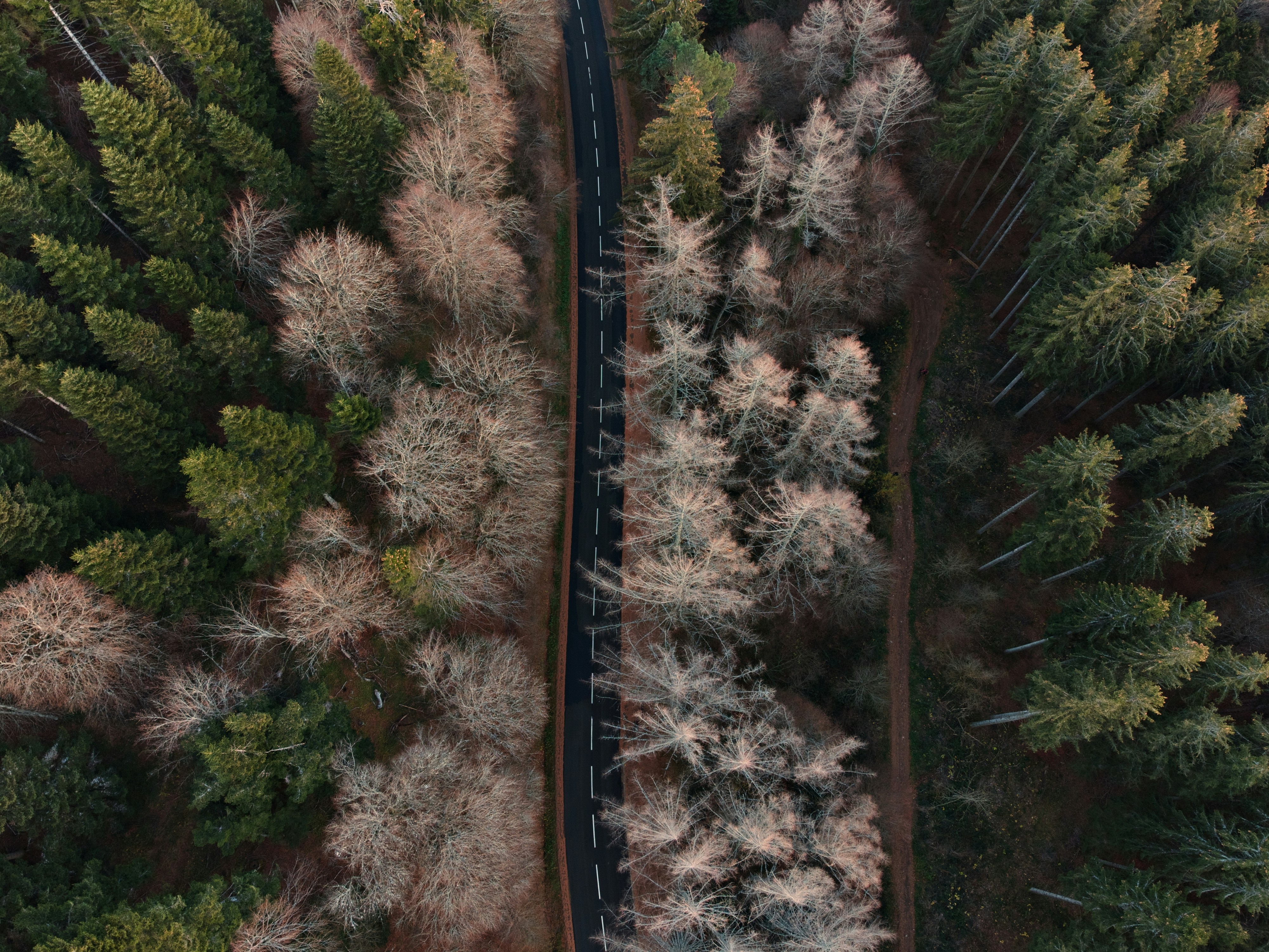 Aerial view of a winding road bordered by a mix of lush green conifers and bare trees, showcasing the transition of seasons.