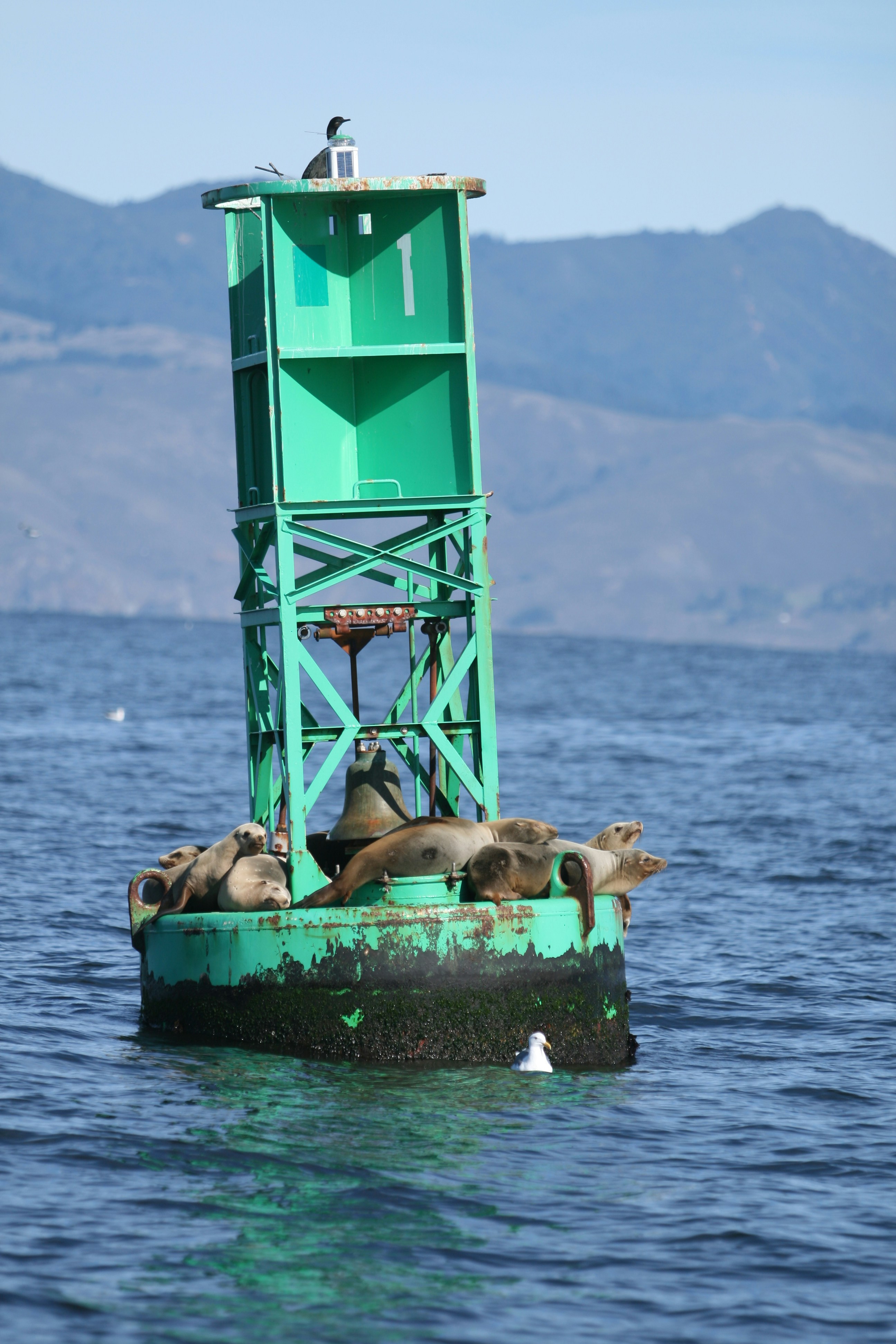 Green Buoy with Seals at Distant Mountain Sea