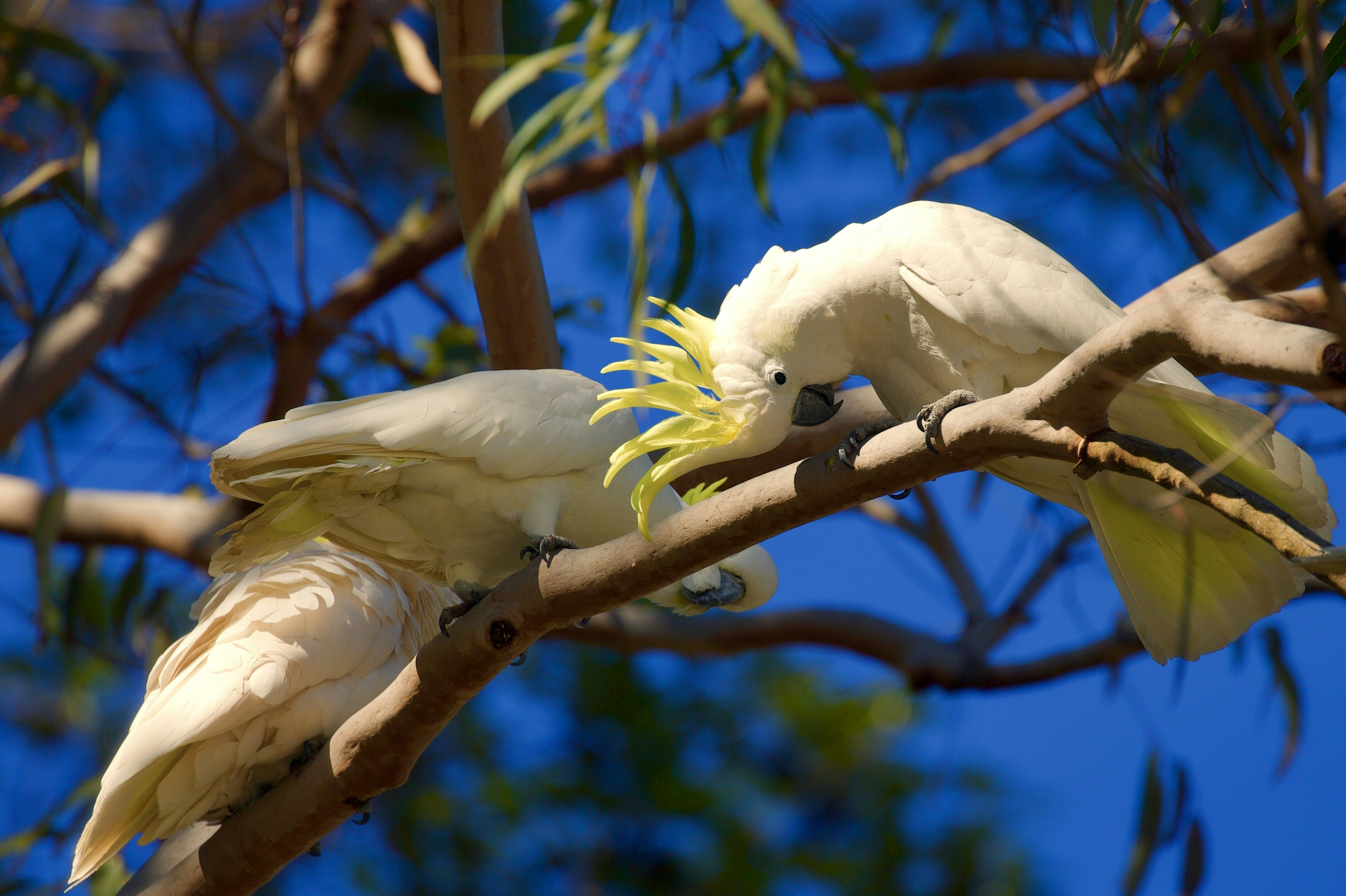 white bird on brown tree branch during daytime