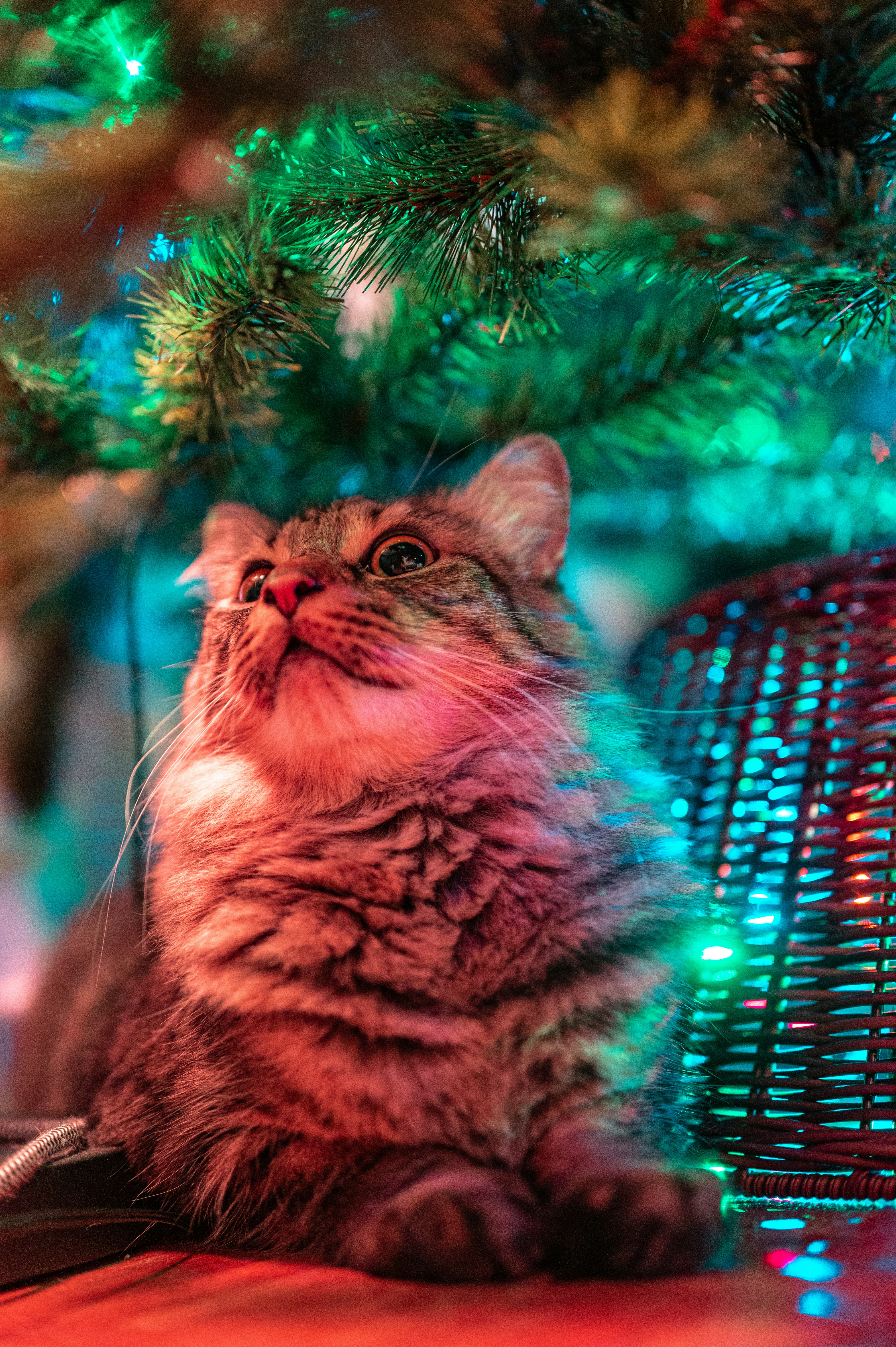 Curious Cat Under the Christmas Boughs