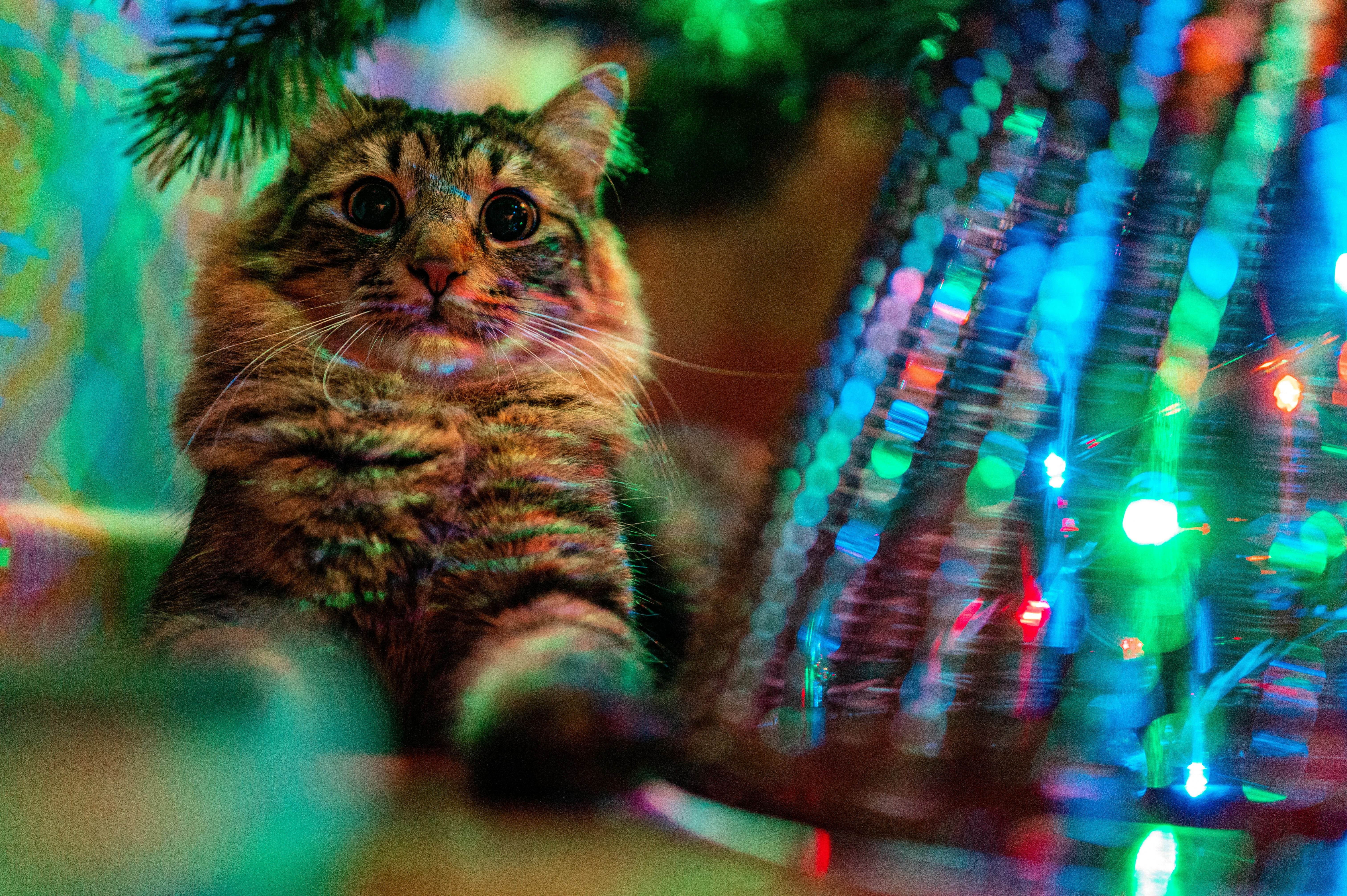 Curious Cat Amid Neon Holiday Lights