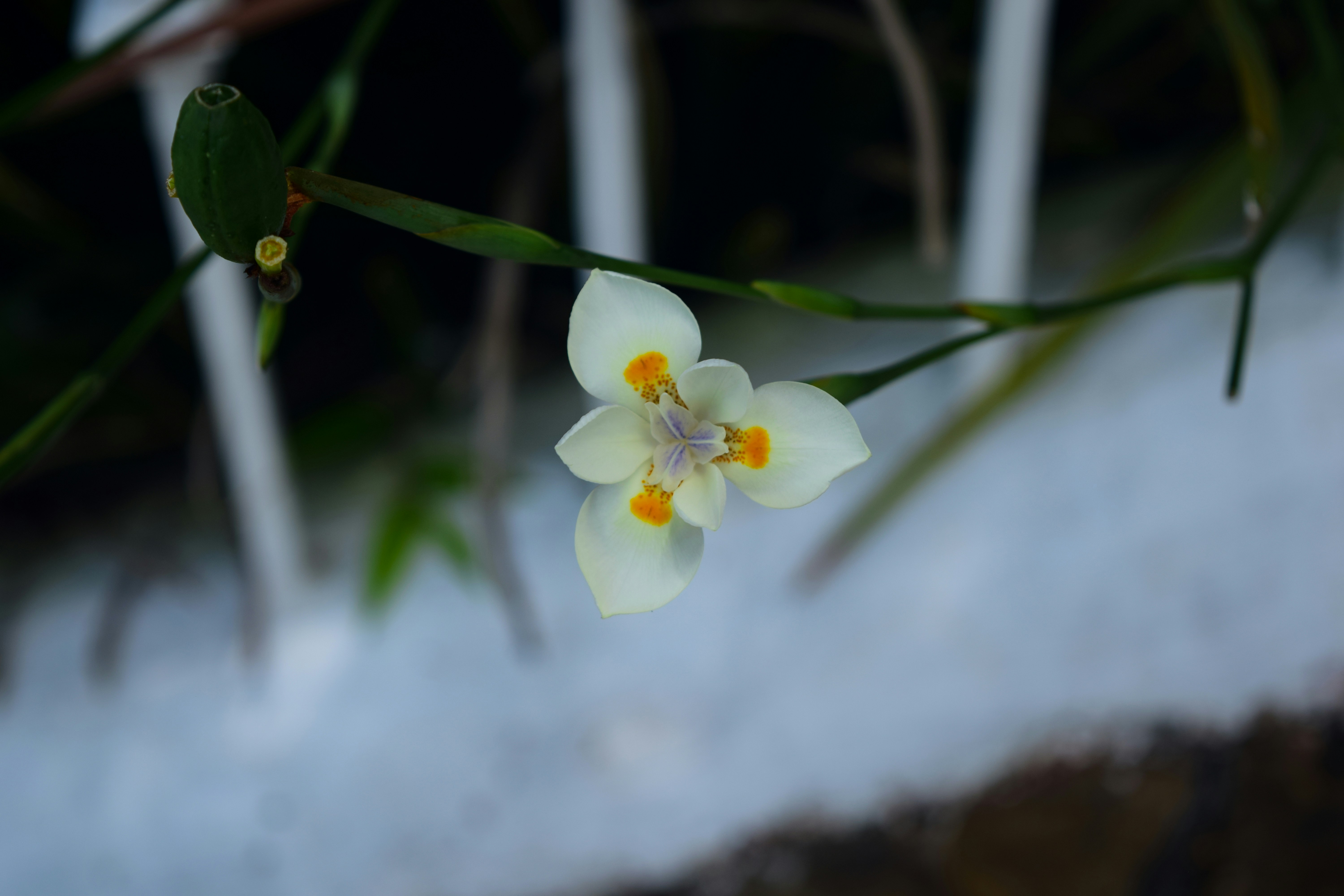 white 5 petaled flower in bloom during daytime