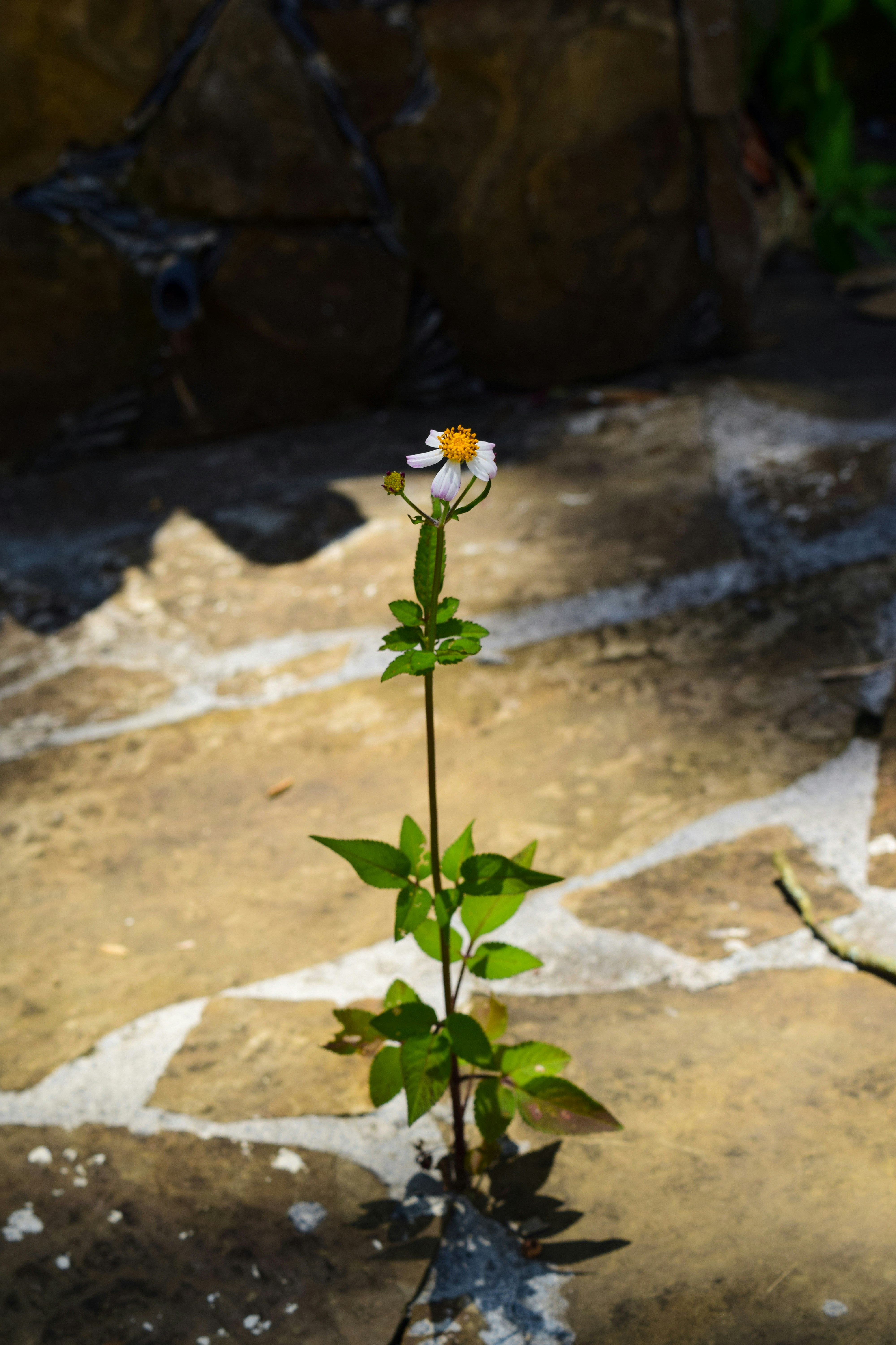 Yarrow of Light: A lone blossom ascends the stone steps