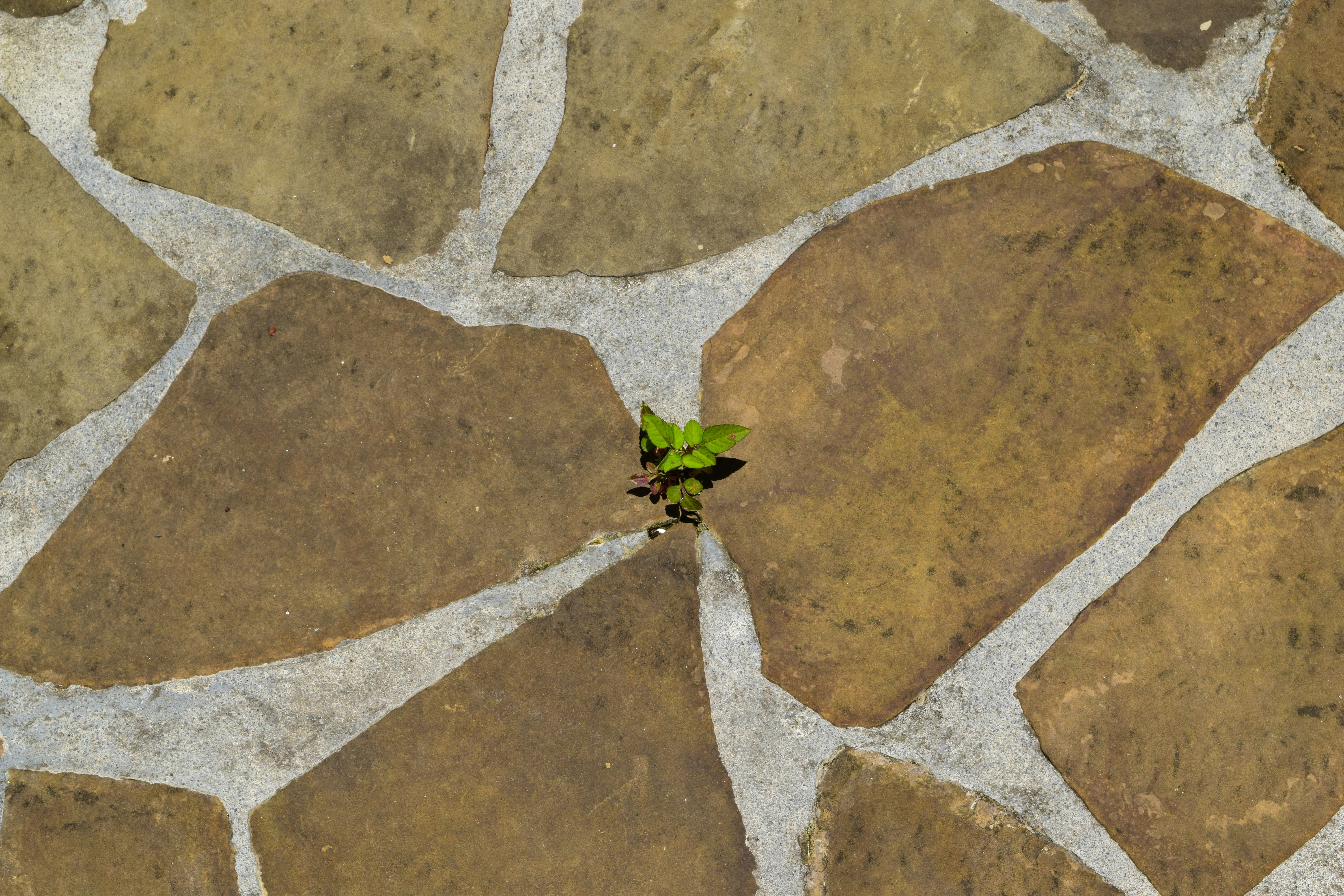 Green Resolve Between Weathered Flagstones