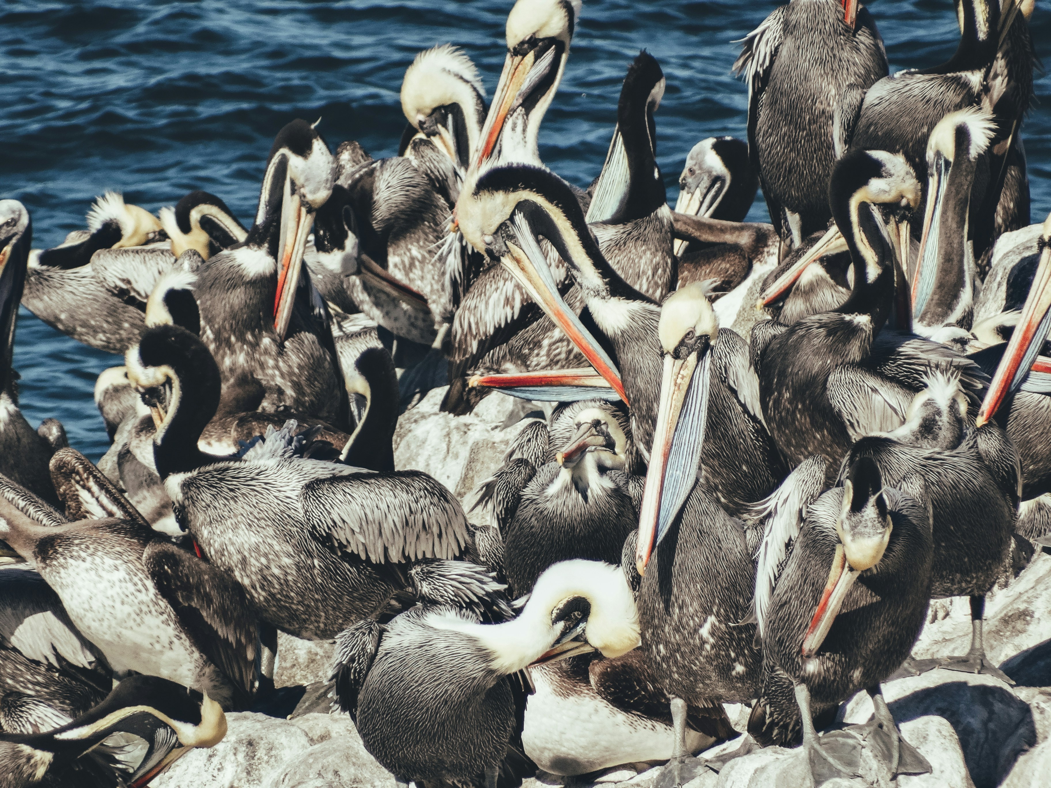 Cluster of pelicans resting on rocky shoreline beside deep blue water.