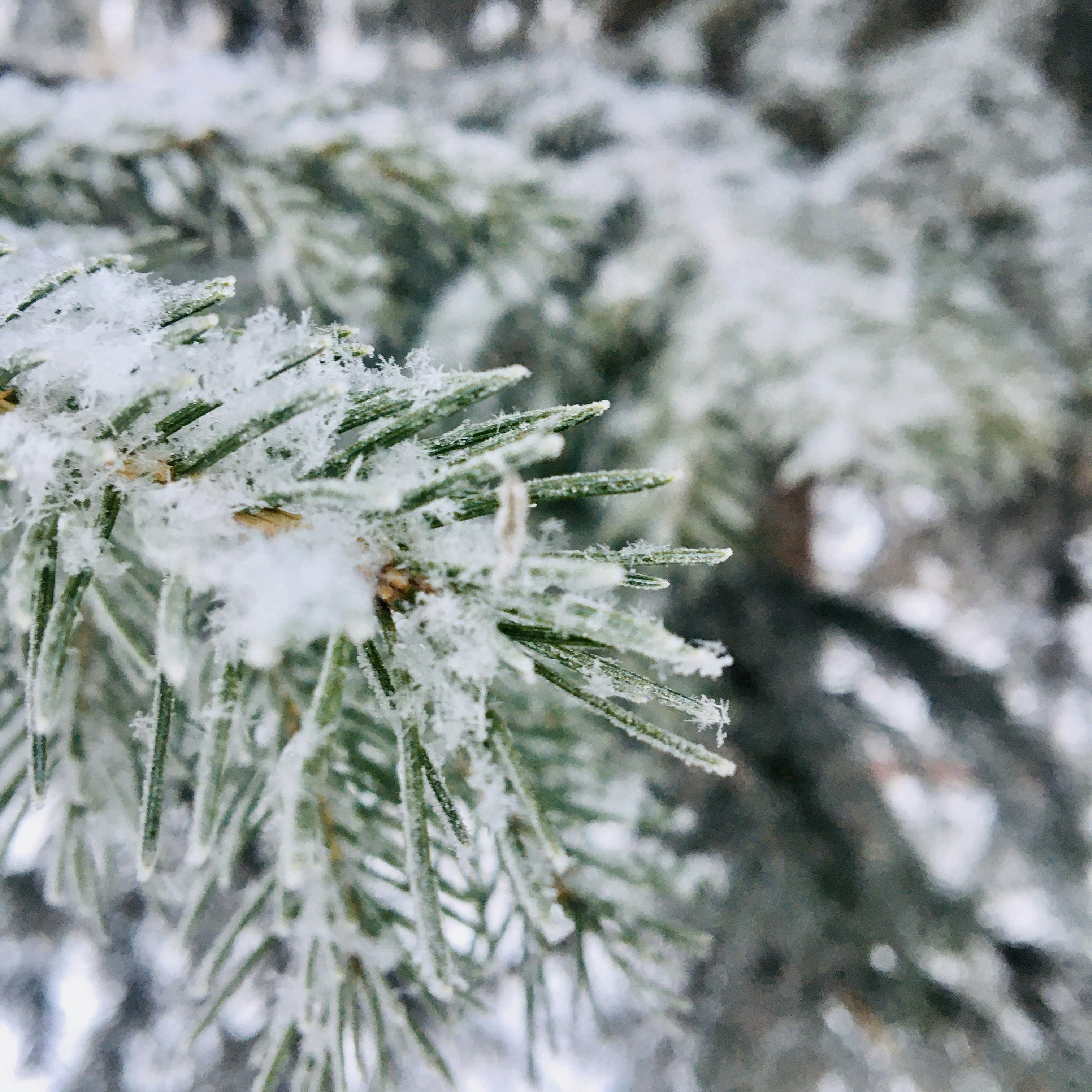 Frost-Laced Pine Needles: A Quiet Macro Portrait of Winter