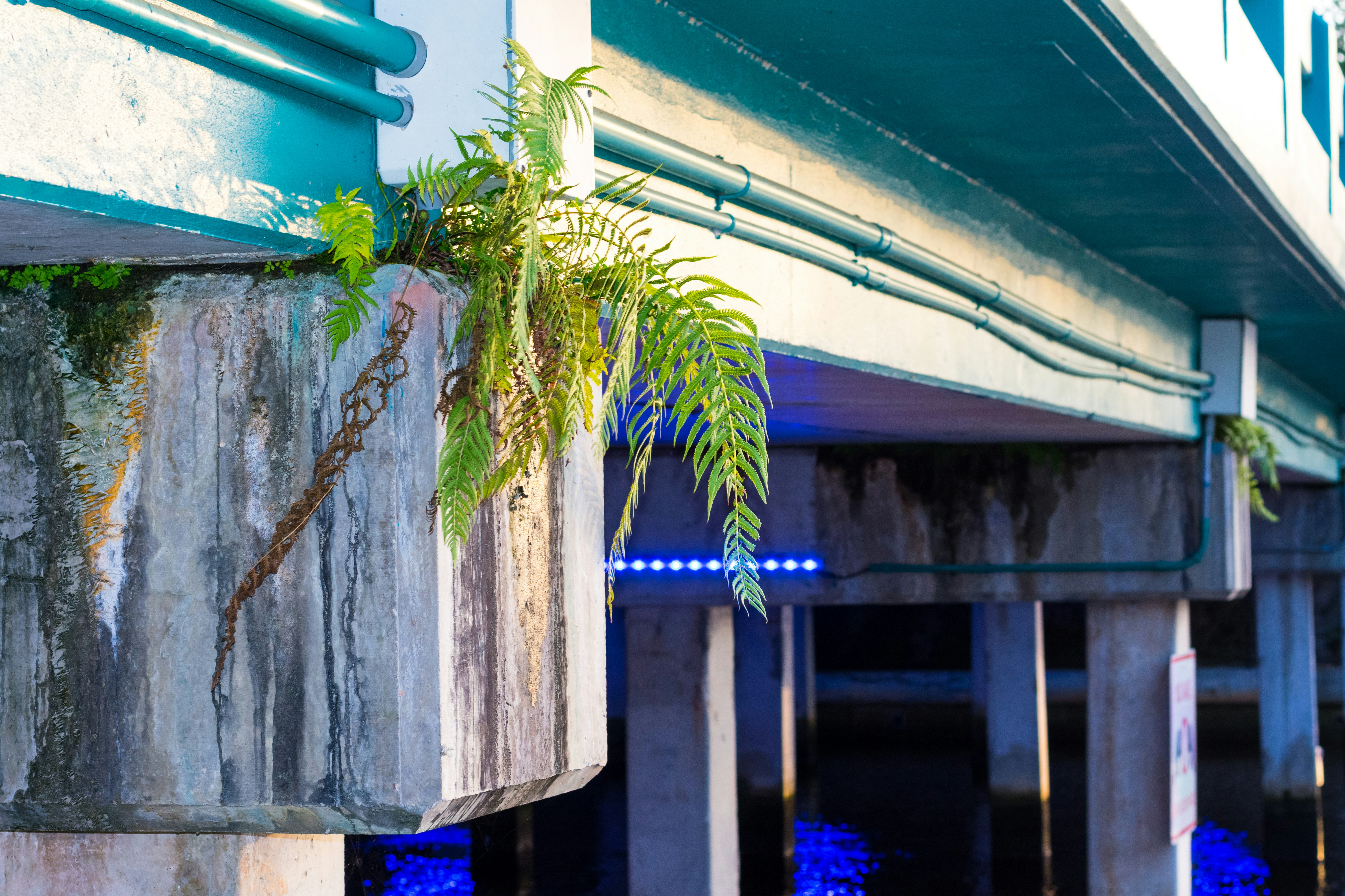 Vibrant fern growing on a concrete support beam beneath a bridge, showcasing nature's ability to thrive in urban settings.