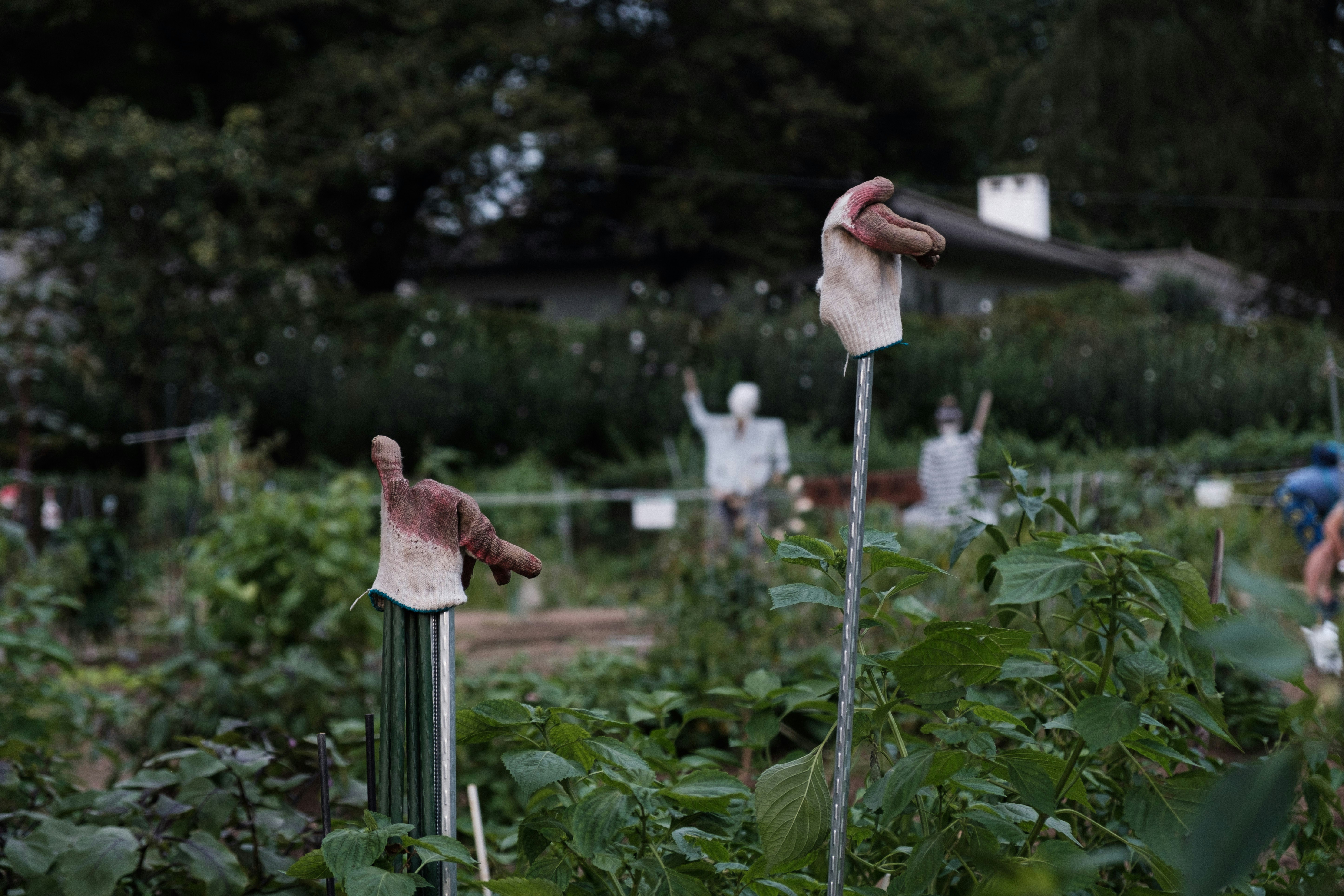 Gardening gloves mounted on poles stand watch over a lush vegetable garden, adding a playful touch to the greenery. Scarecrows loom in the background, enhancing the rural charm.