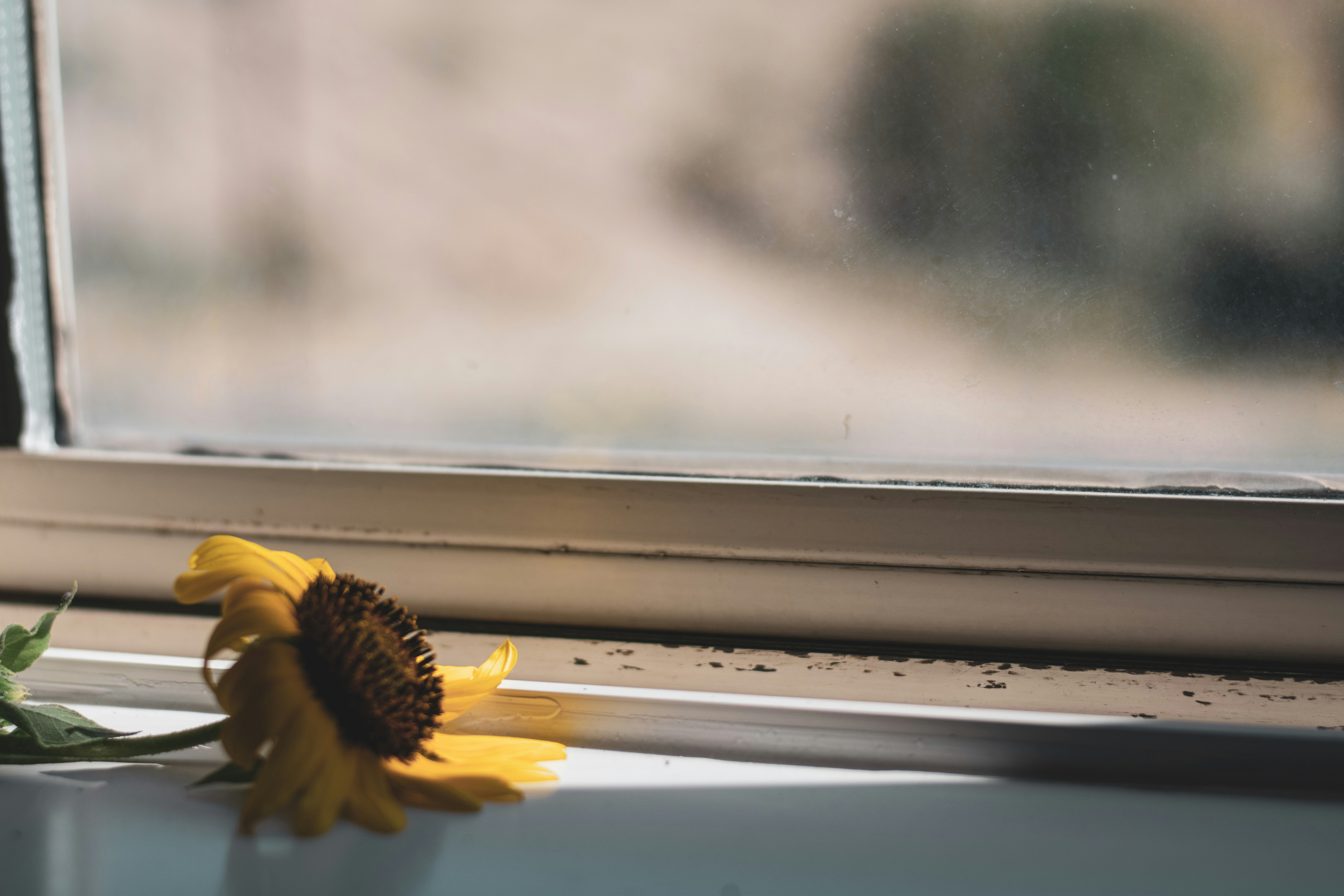 Sunflower on a Windowpane: Quiet Daylight with a Distant Blur