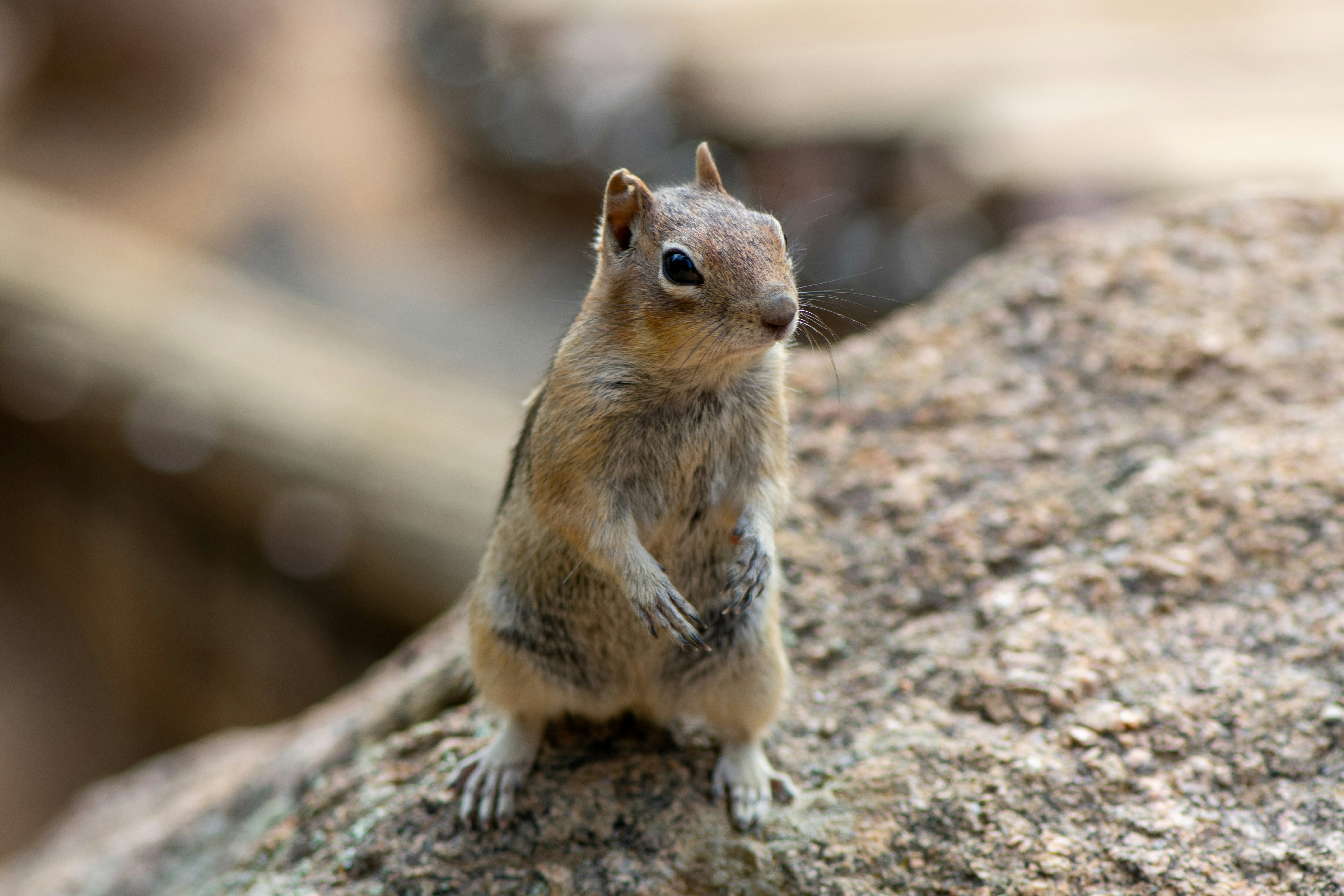 A curious squirrel perched on a rock, surveying its surroundings with a watchful gaze.