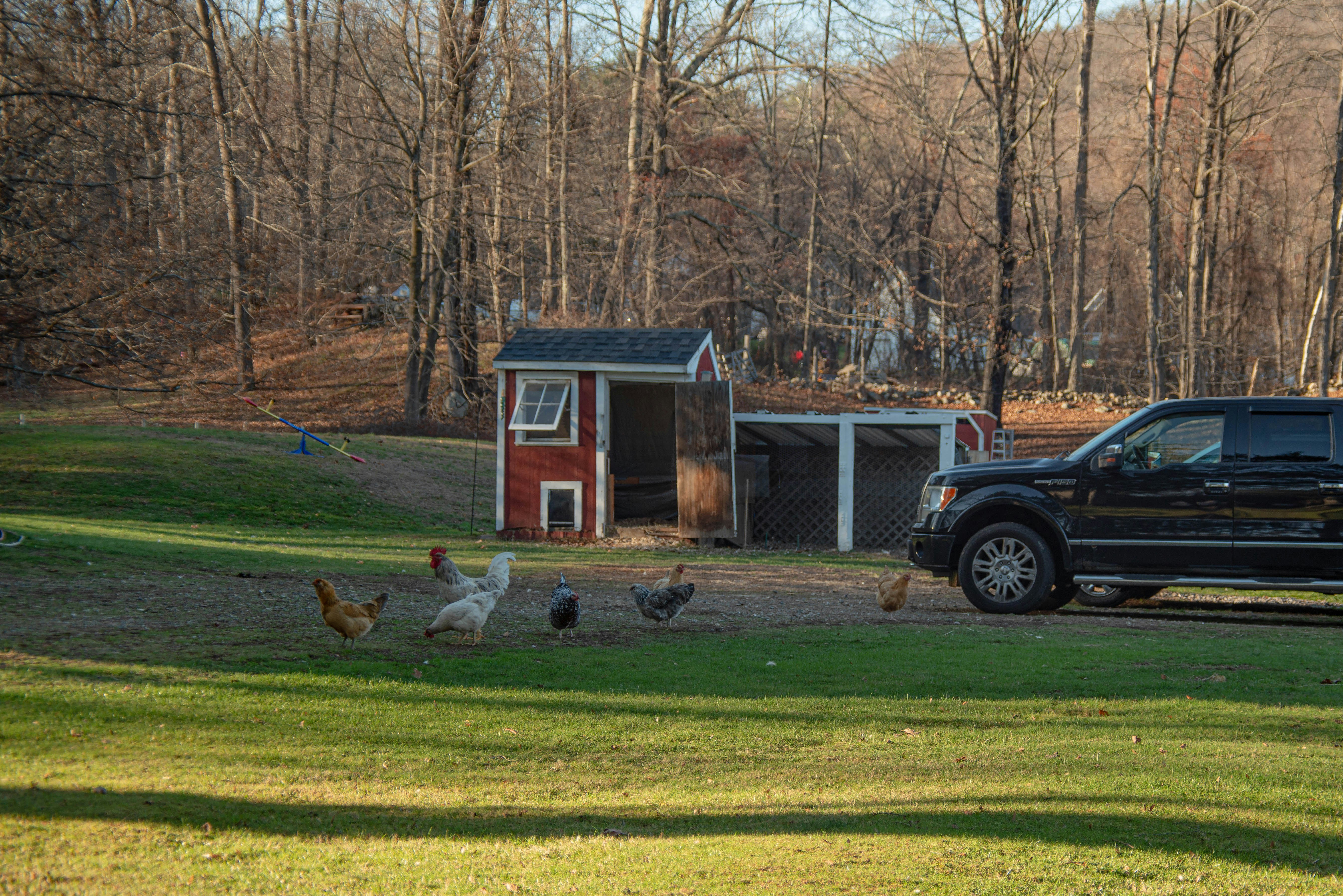 Sunlit Farmyard: Chickens Parade by a Red Coop and a Black Truck