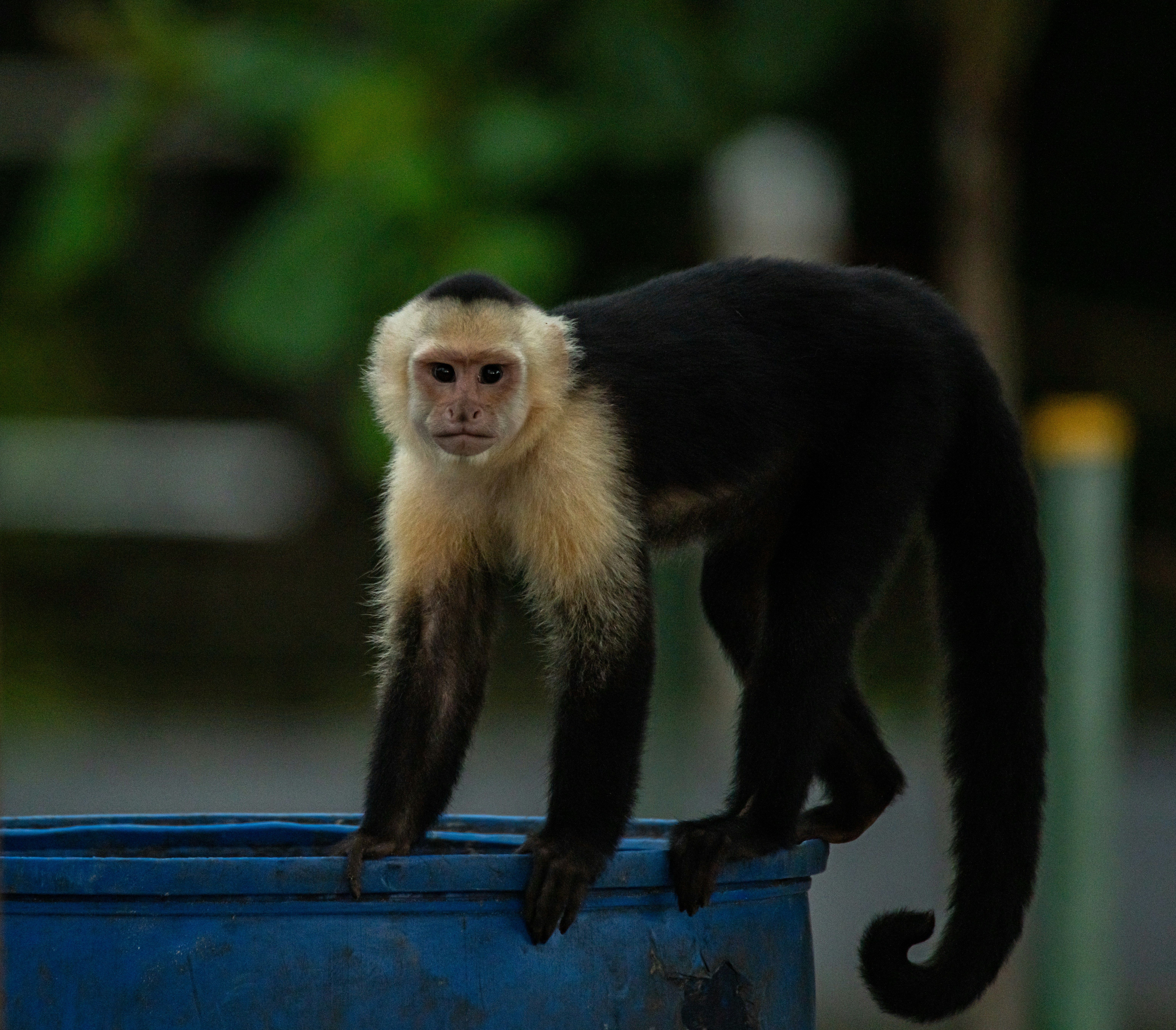 Black and white monkey on blue plastic container photo – Free Animal ...