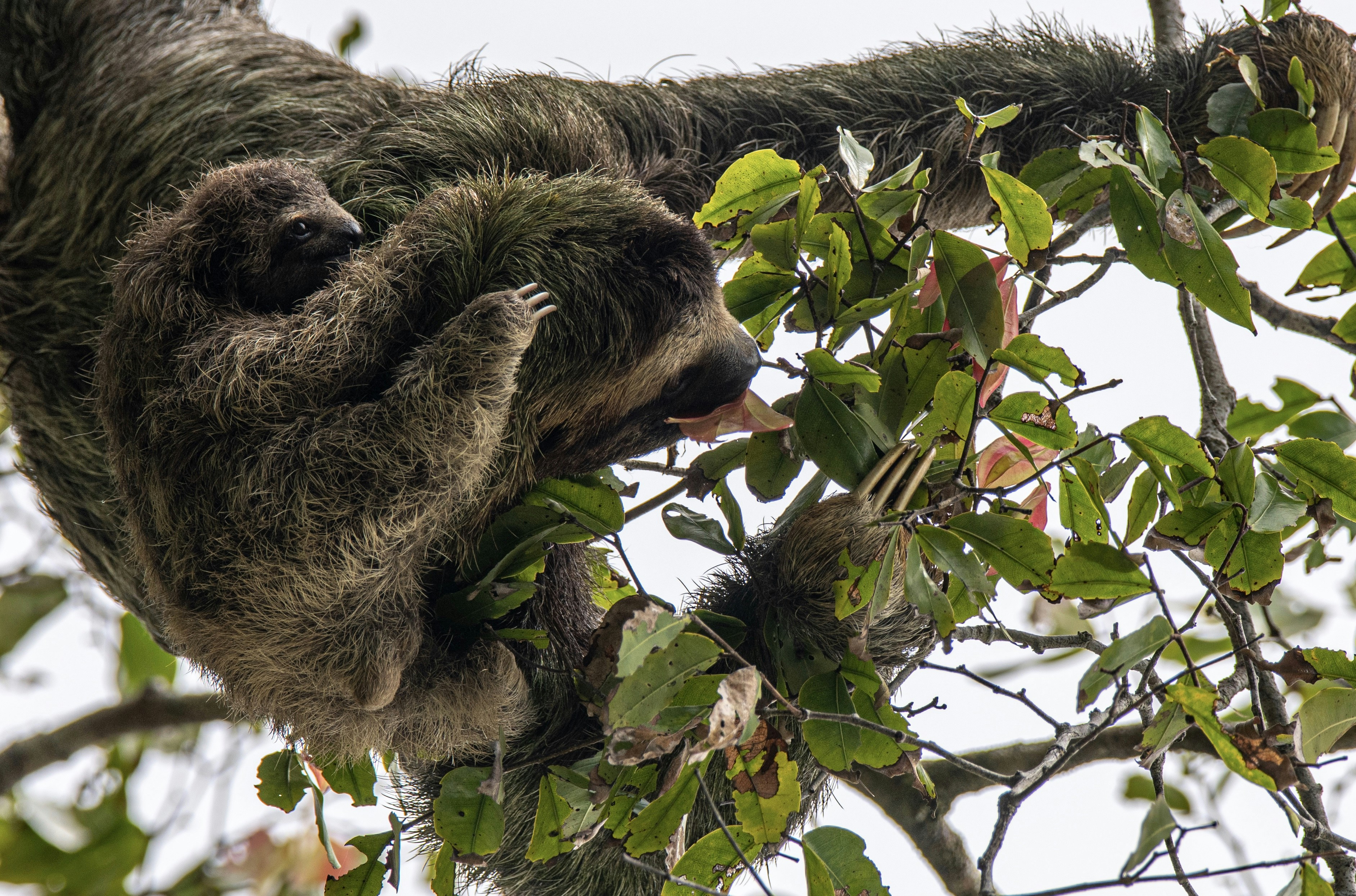 Animal gris et blanc sur l'arbre photo – Photo Mammifère Gratuite sur ...