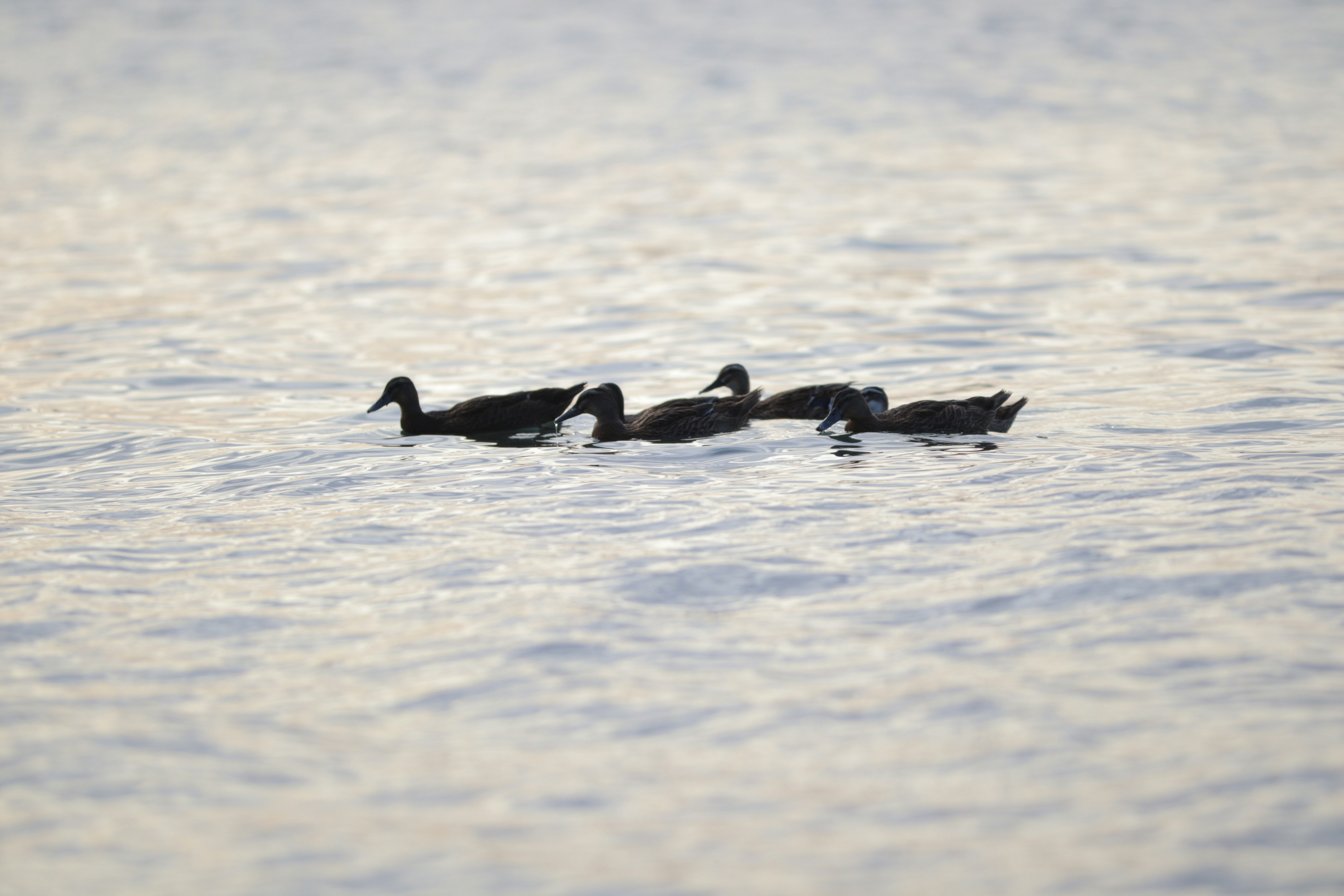 Synchronised Oars in a Quiet Lake
