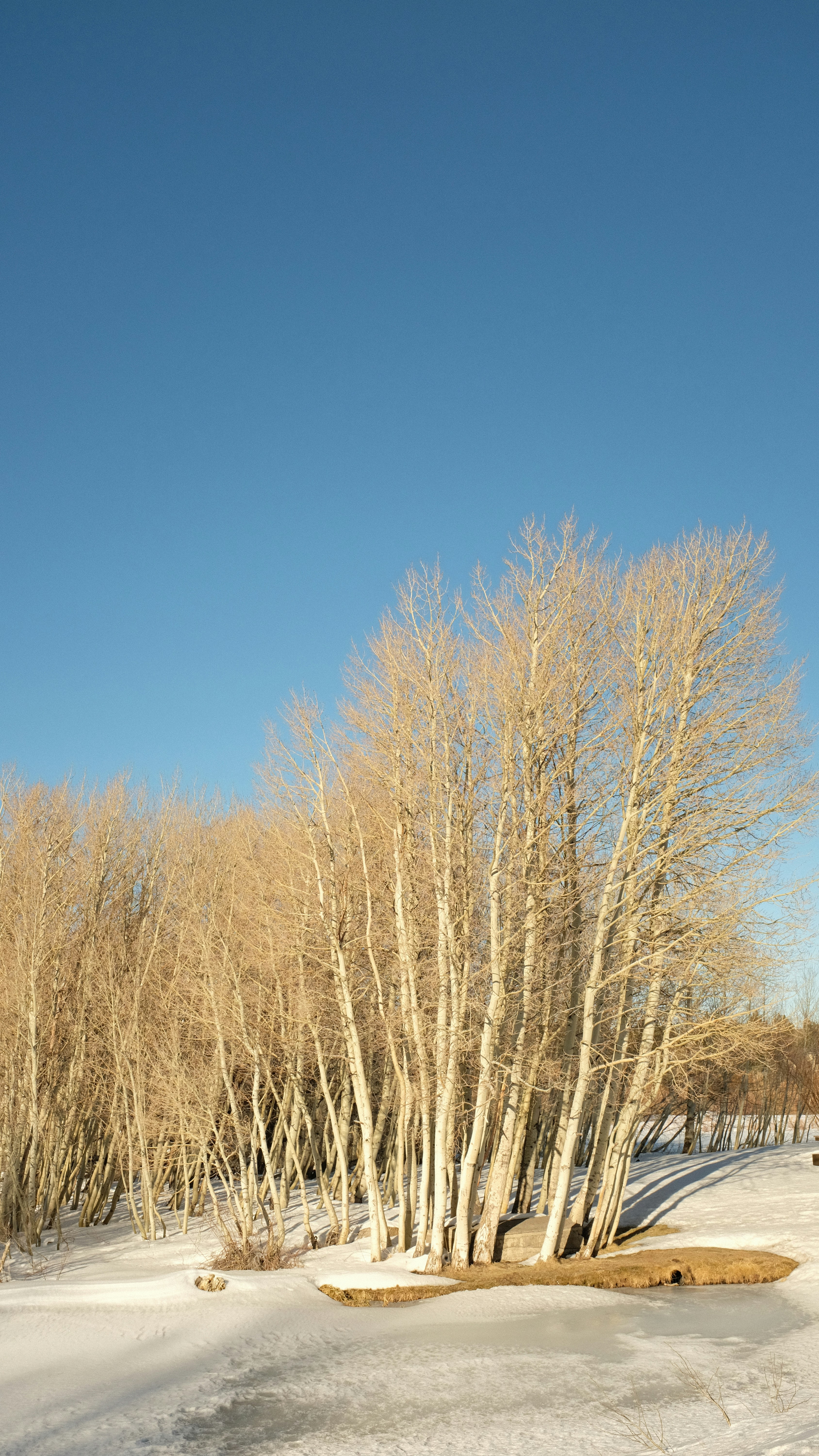 Birch Trunks in Frost by a Quiet Frozen Riverside