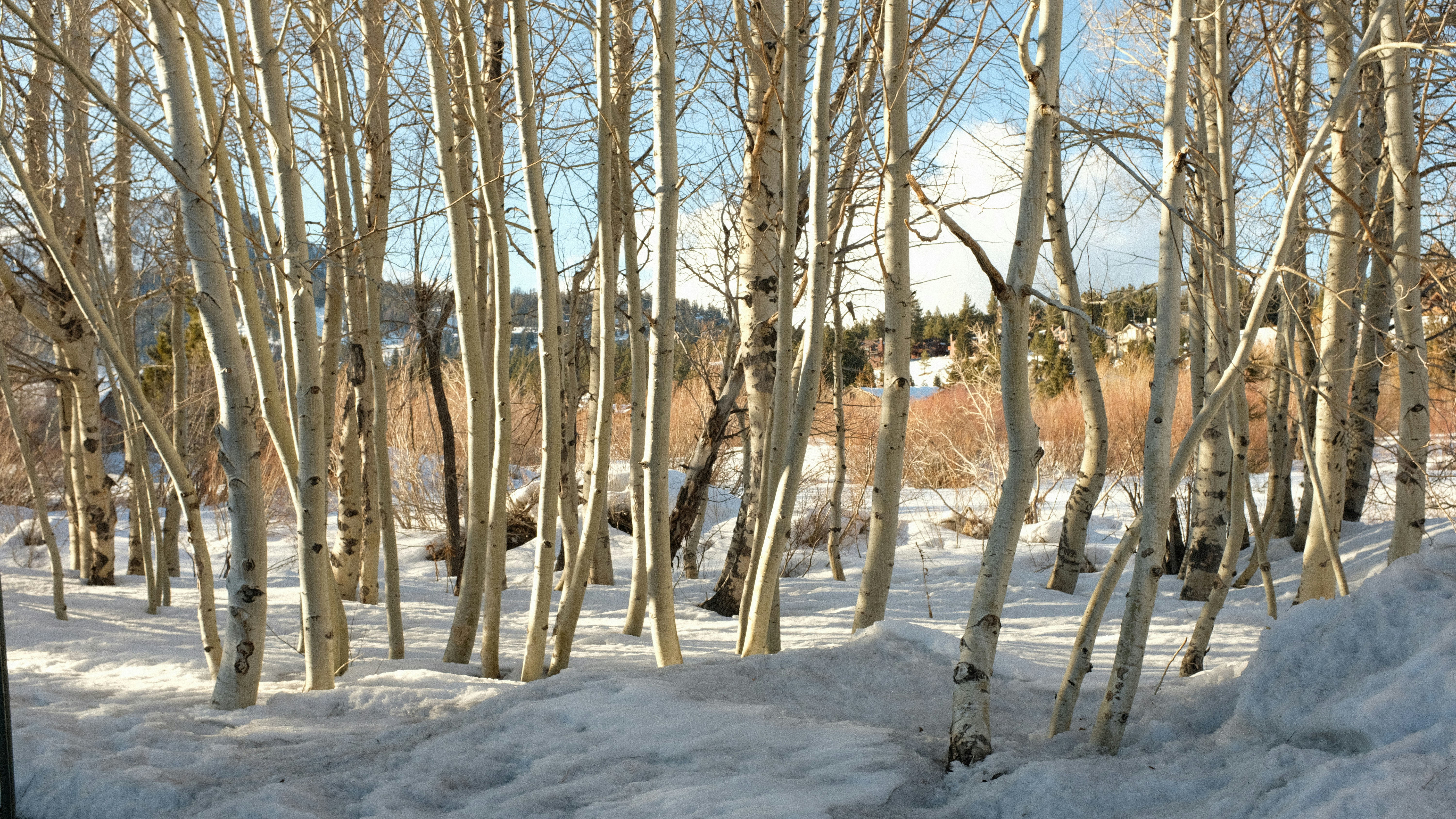 Winter Silence Among Aspen Columns