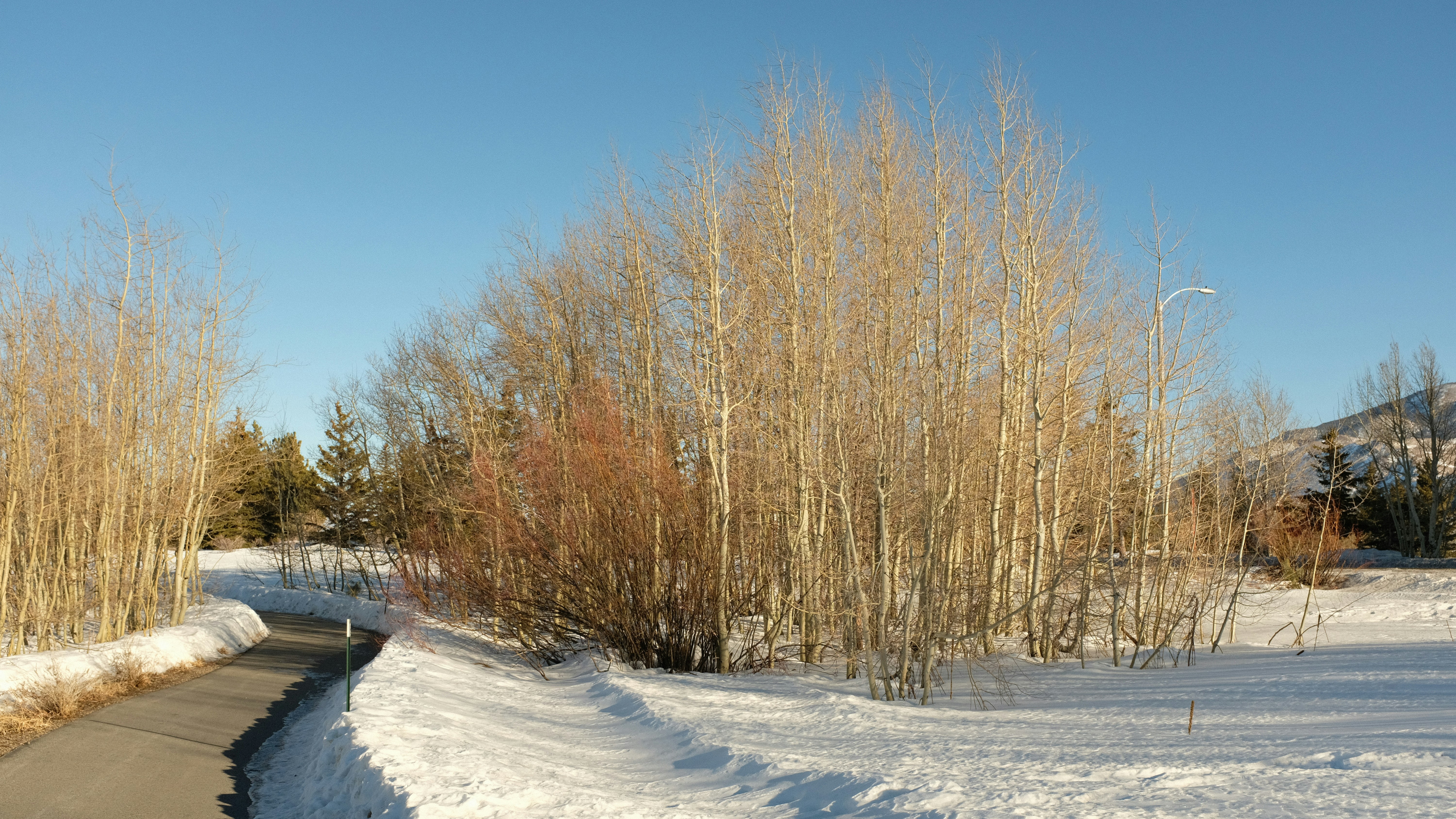 Winding road bordered by slender trees, blanketed in fresh snow under a clear blue sky.