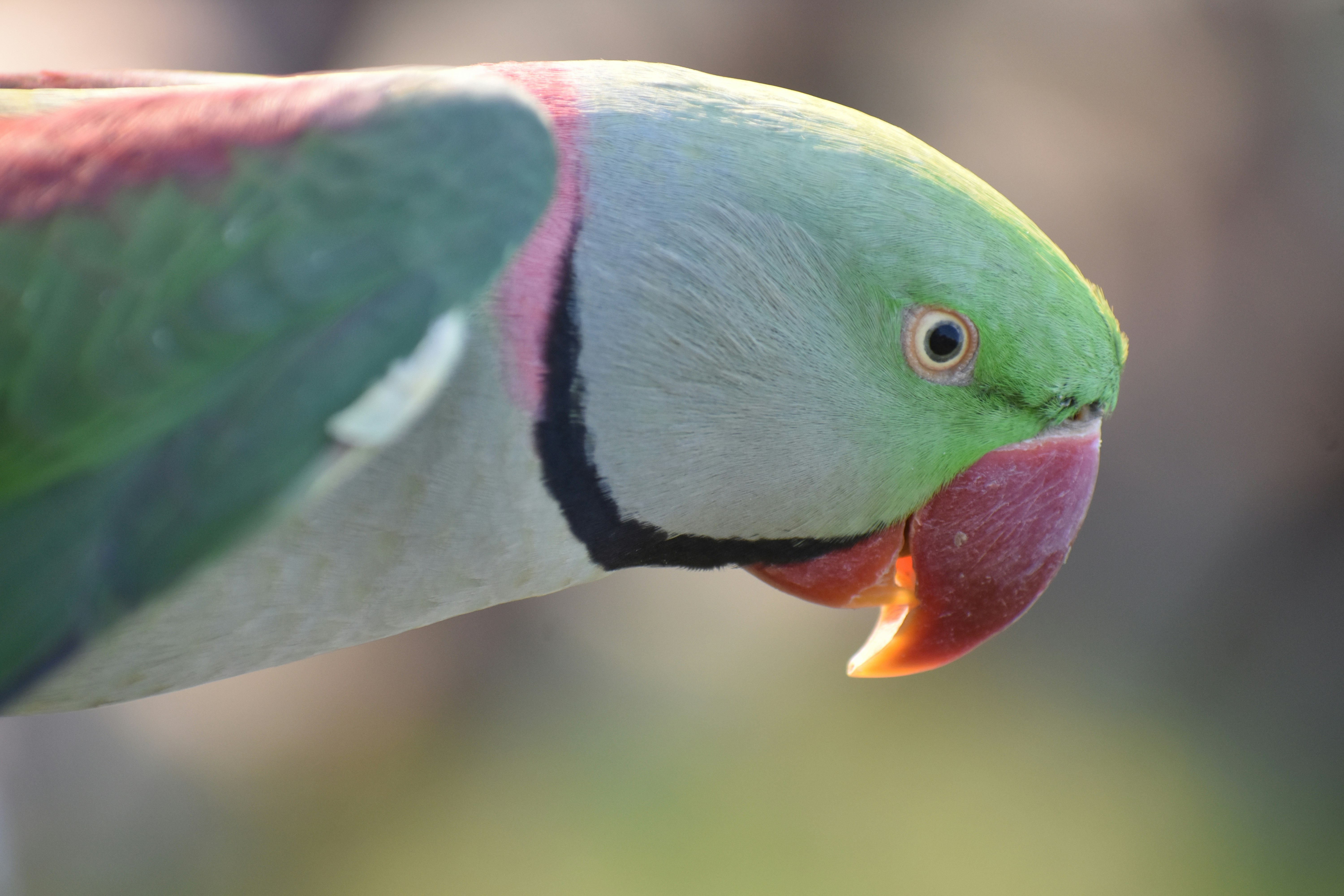 Close-up of a parrot showcasing its vibrant plumage and intricate features, emphasizing its expressive beak and eye.