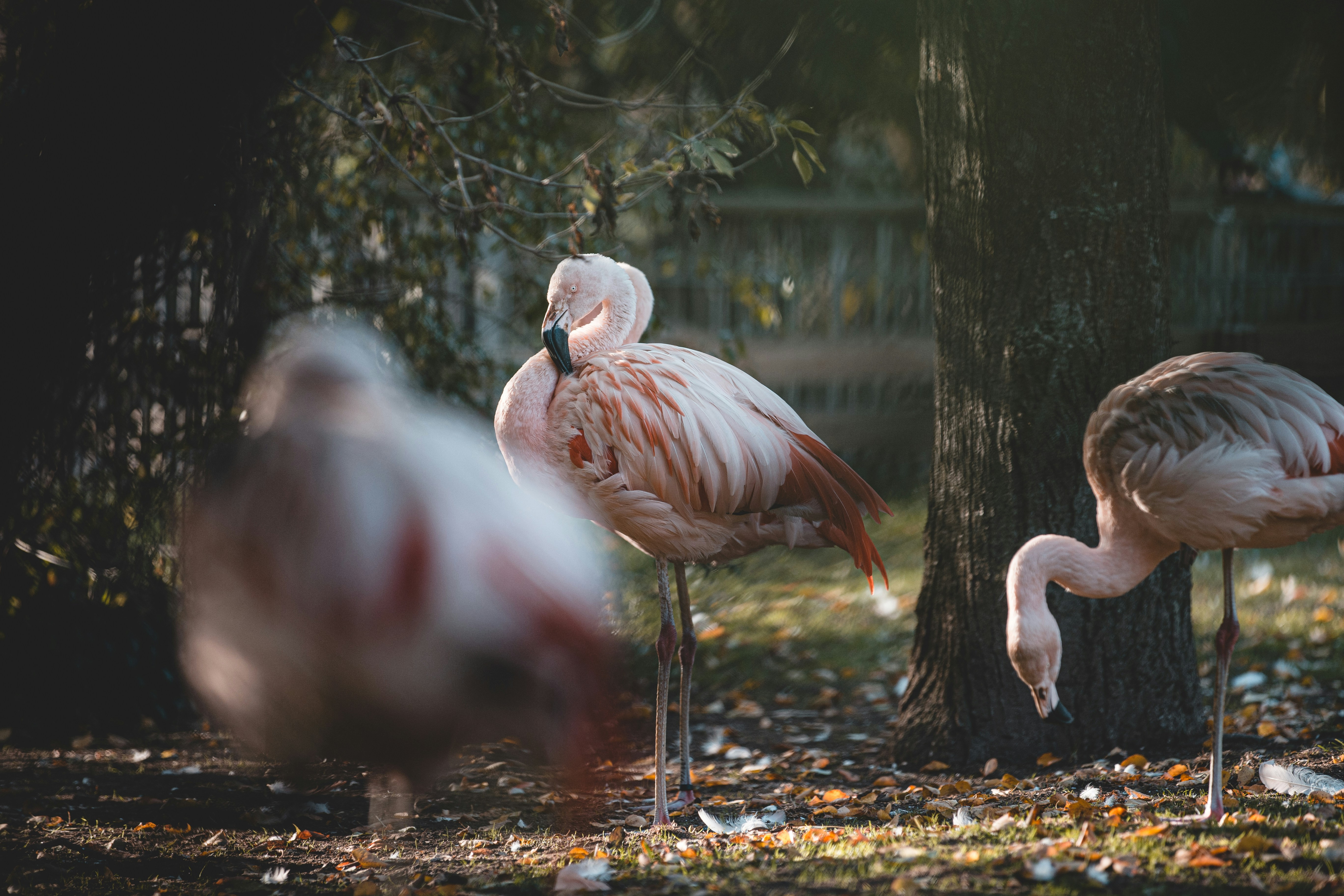 Three flamingos stand gracefully in a serene park setting, showcasing their elegant plumage amidst a soft-focus background.