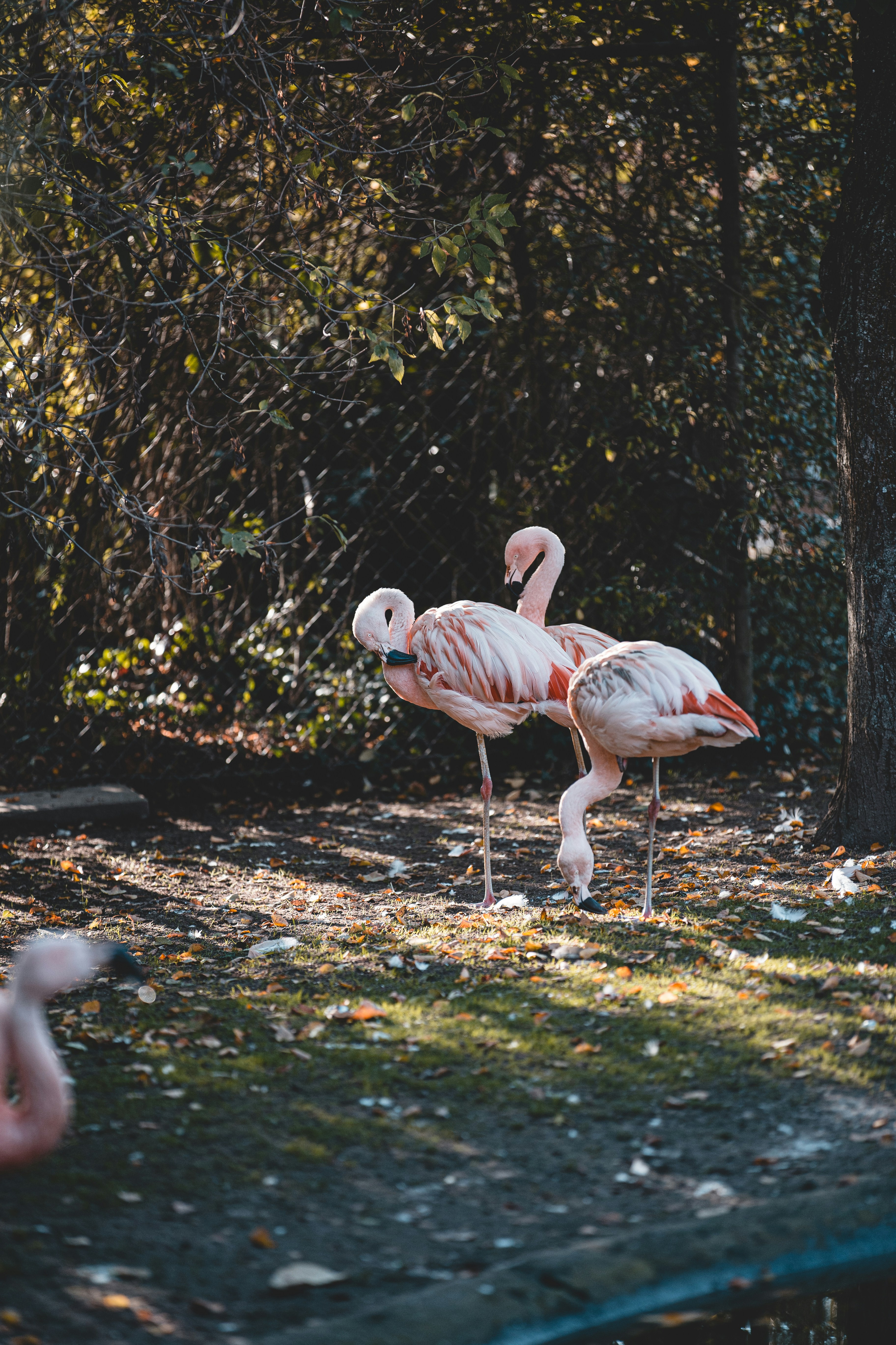 Flamingo Quartet in Dappled Light