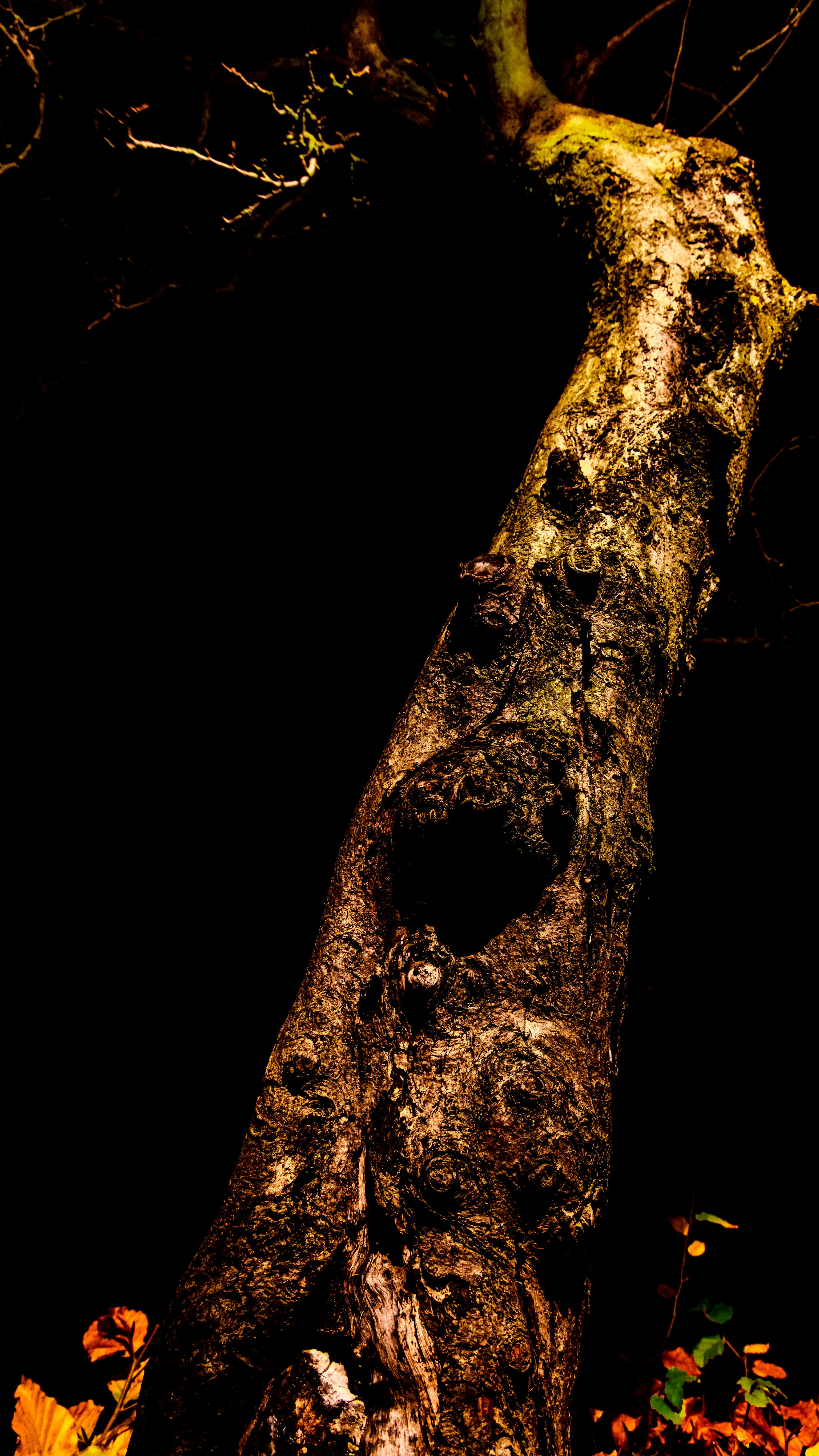 A gnarled tree trunk rises against a dark backdrop, showcasing intricate textures and patterns. Autumn leaves hint at the changing seasons below.