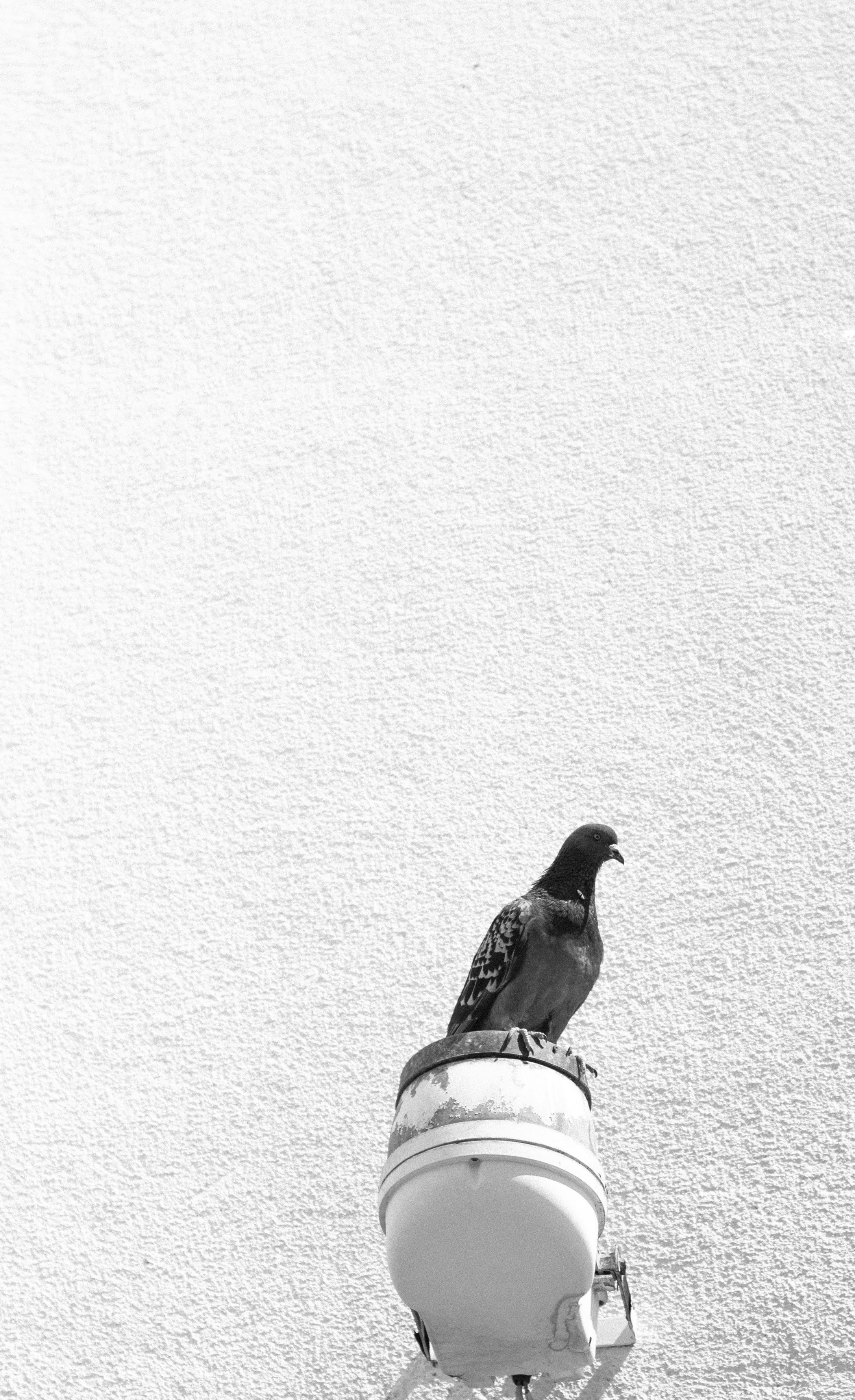 Pigeon Perch on a Round Lamp Against a Textured White Wall