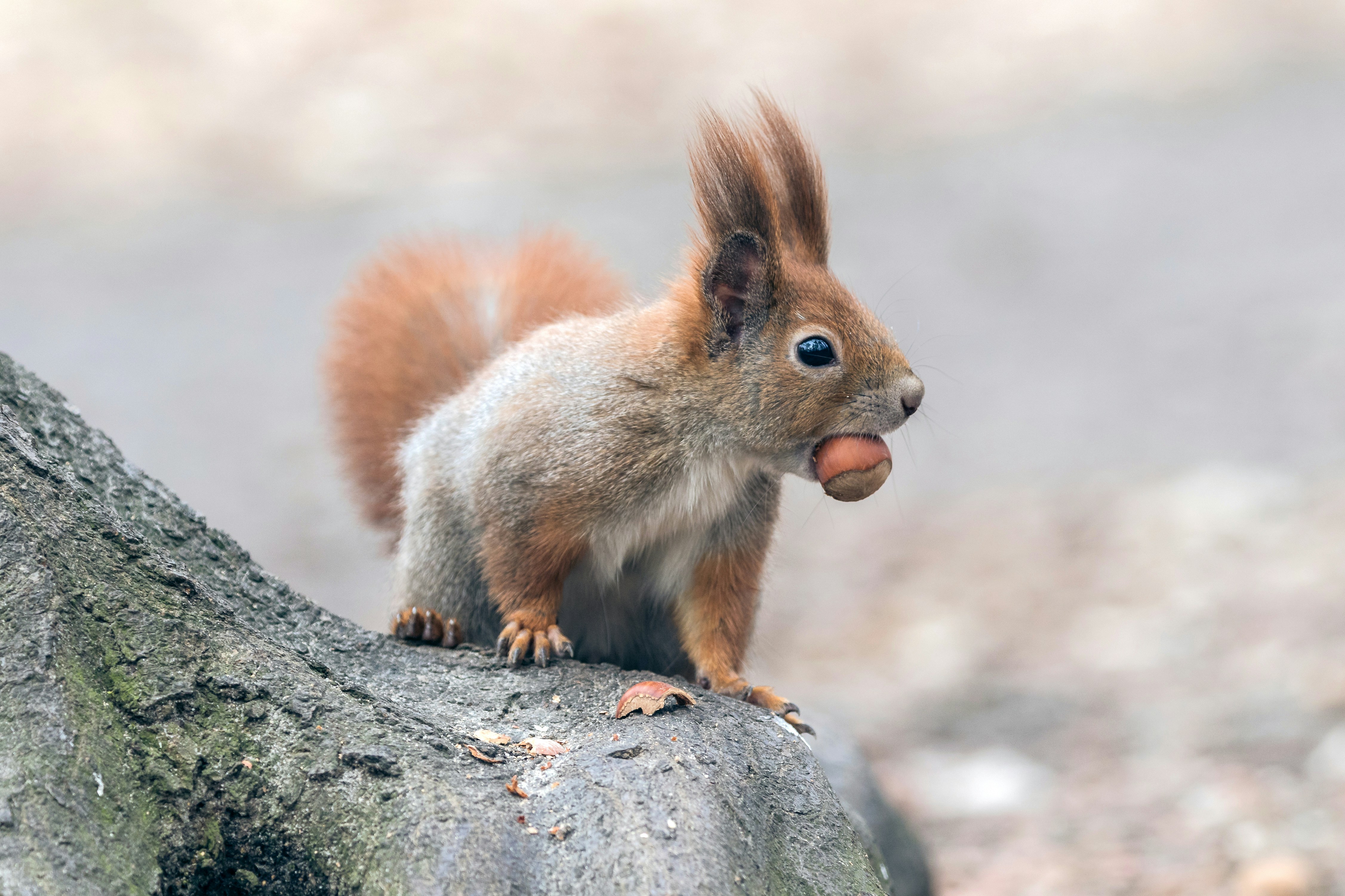 Tongue Peek on a Mossy Rock: A Red Squirrel in Focus
