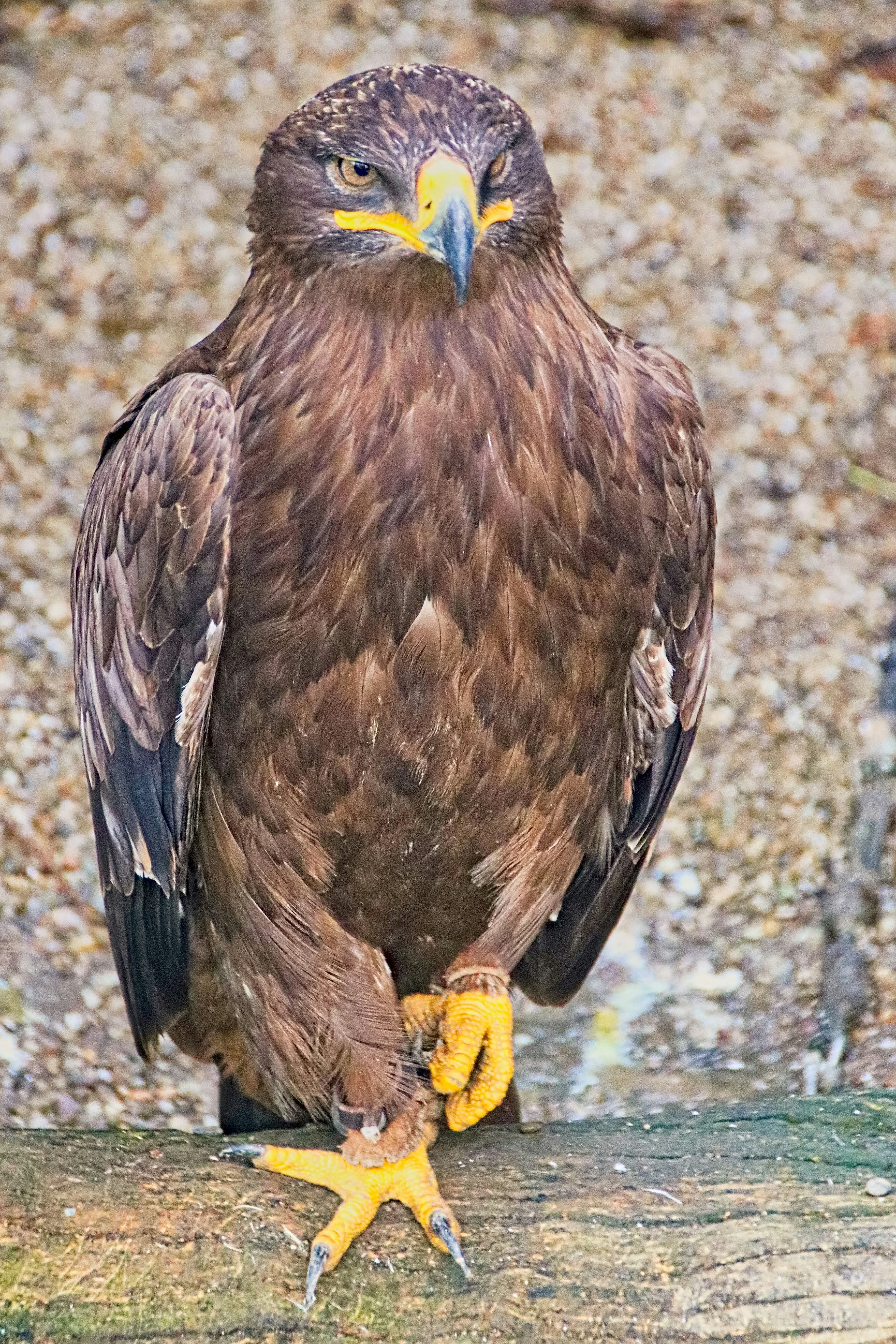 A powerful eagle perched confidently on a branch, showcasing its striking plumage and sharp gaze.