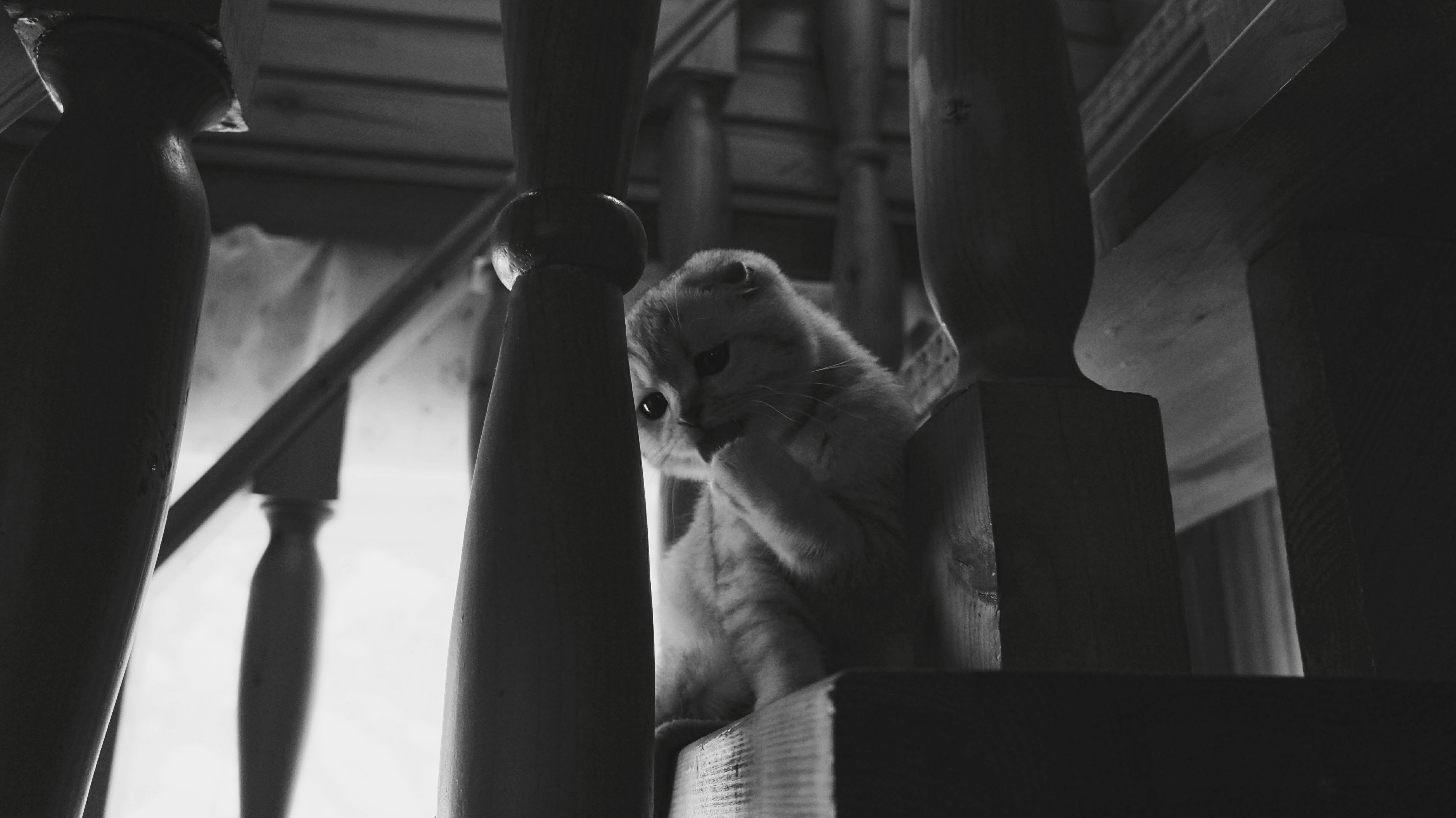 Little scottish kitten
