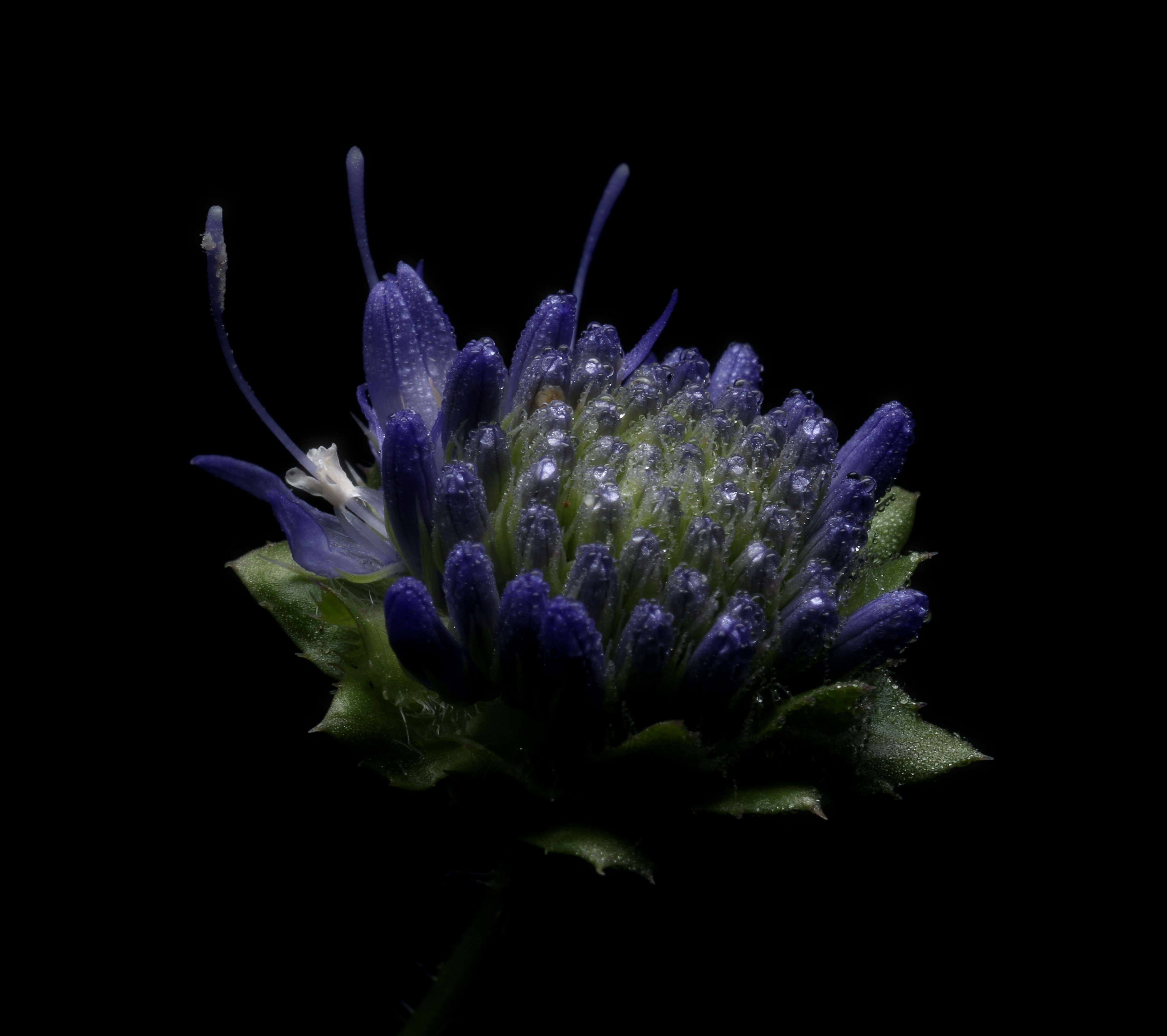 Midnight Bloom: A Violet Keystone with Dew