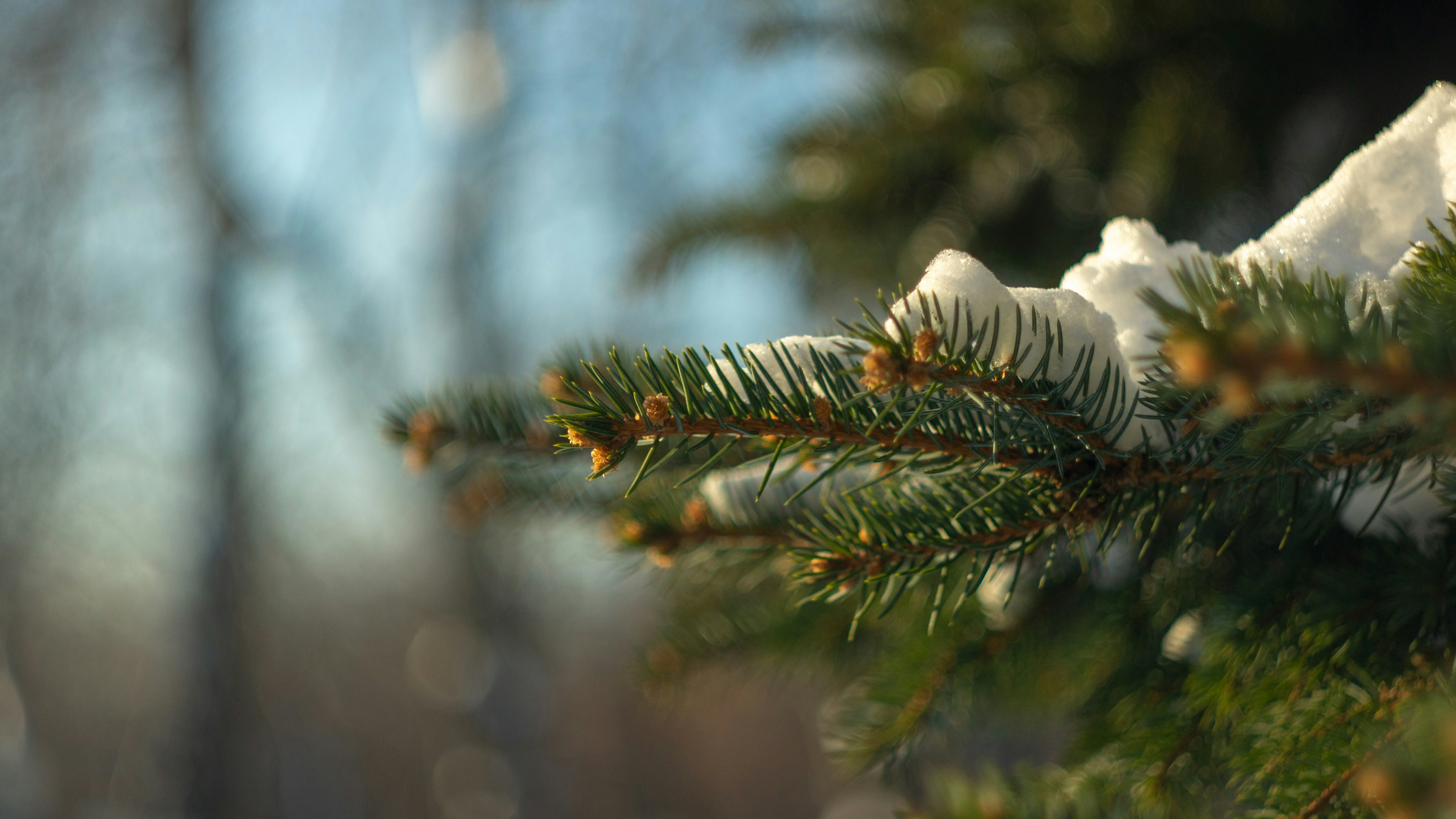 Snow-Laced Pine Needle: A Quiet Close-Up in Winter Light
