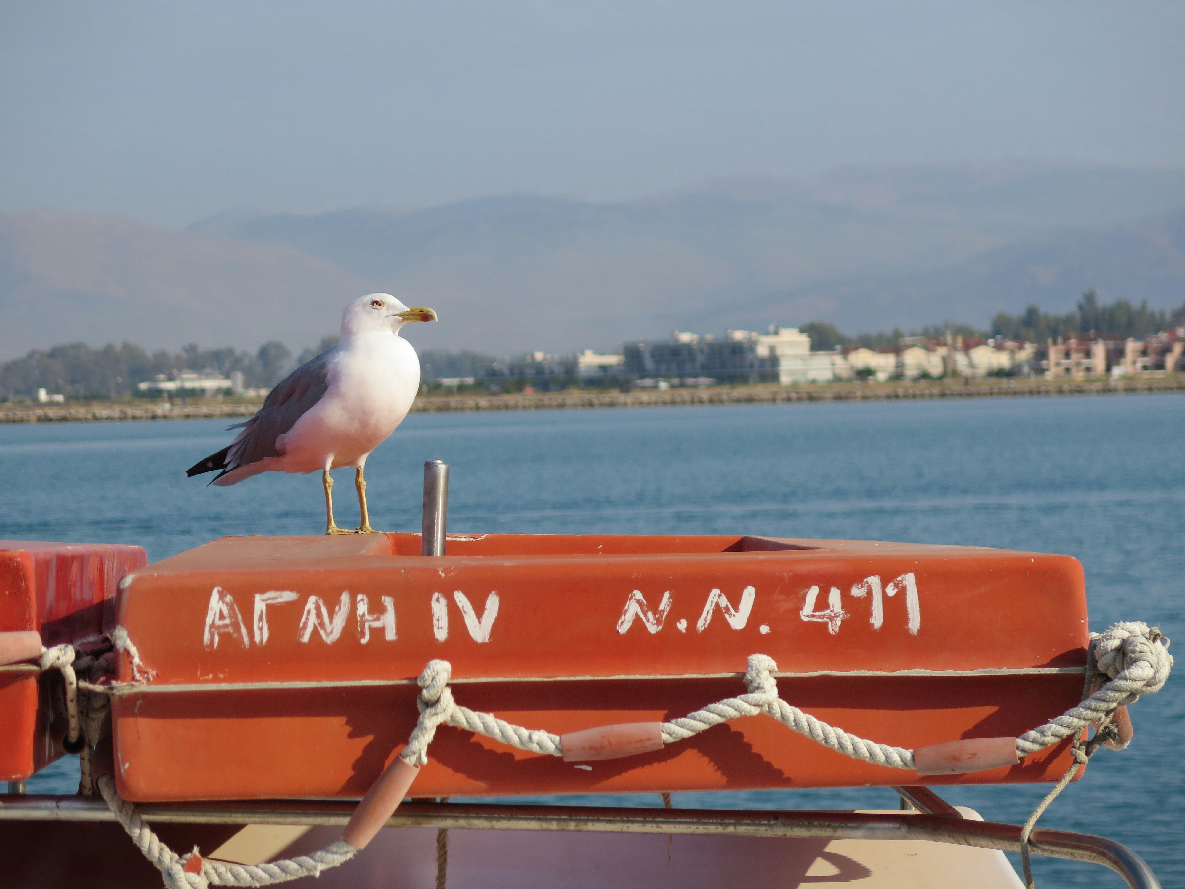 Seagull perched on a bright orange rescue boat by calm harbor water, with a distant city and hills along the shore.