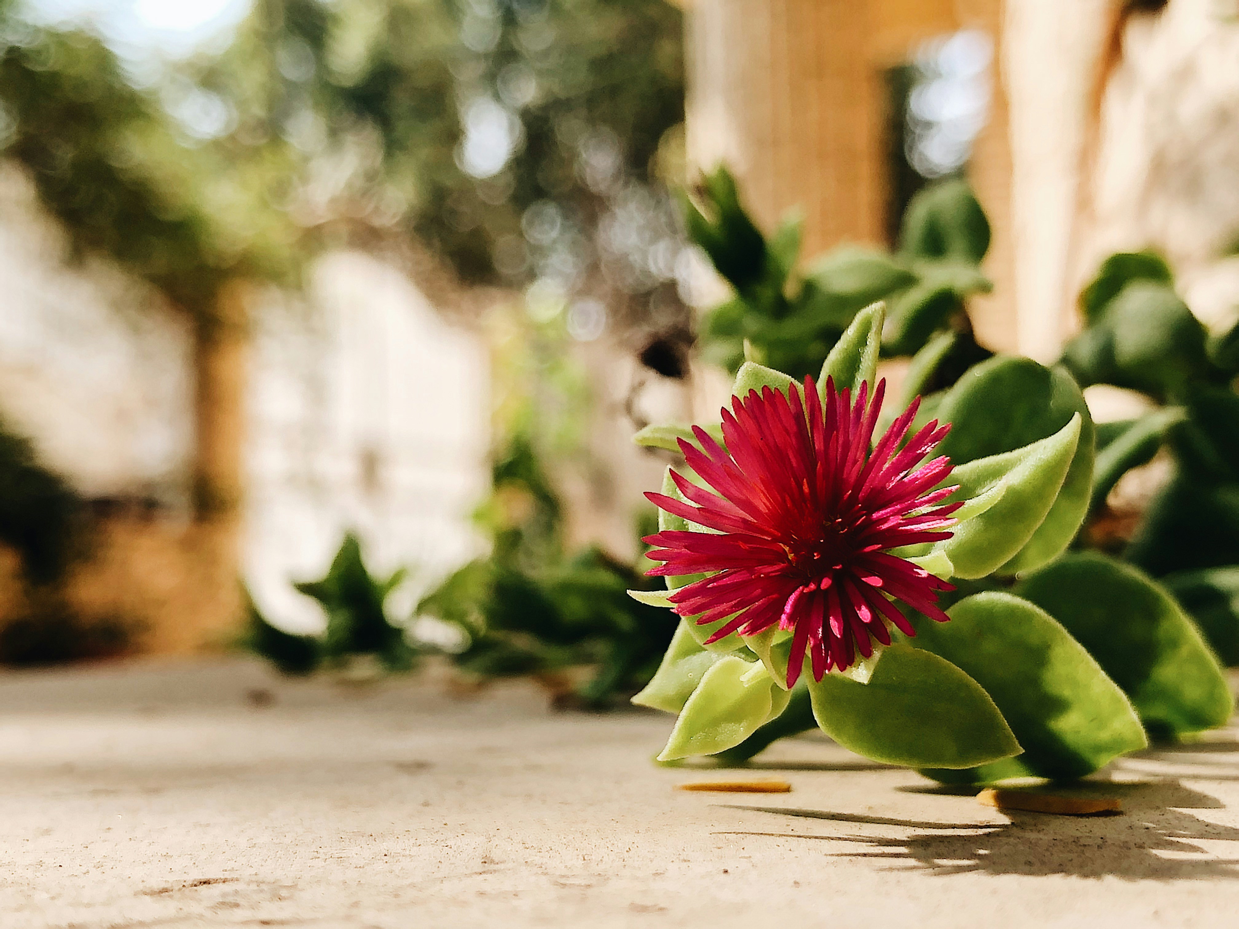 Crimson bloom on sunlit path