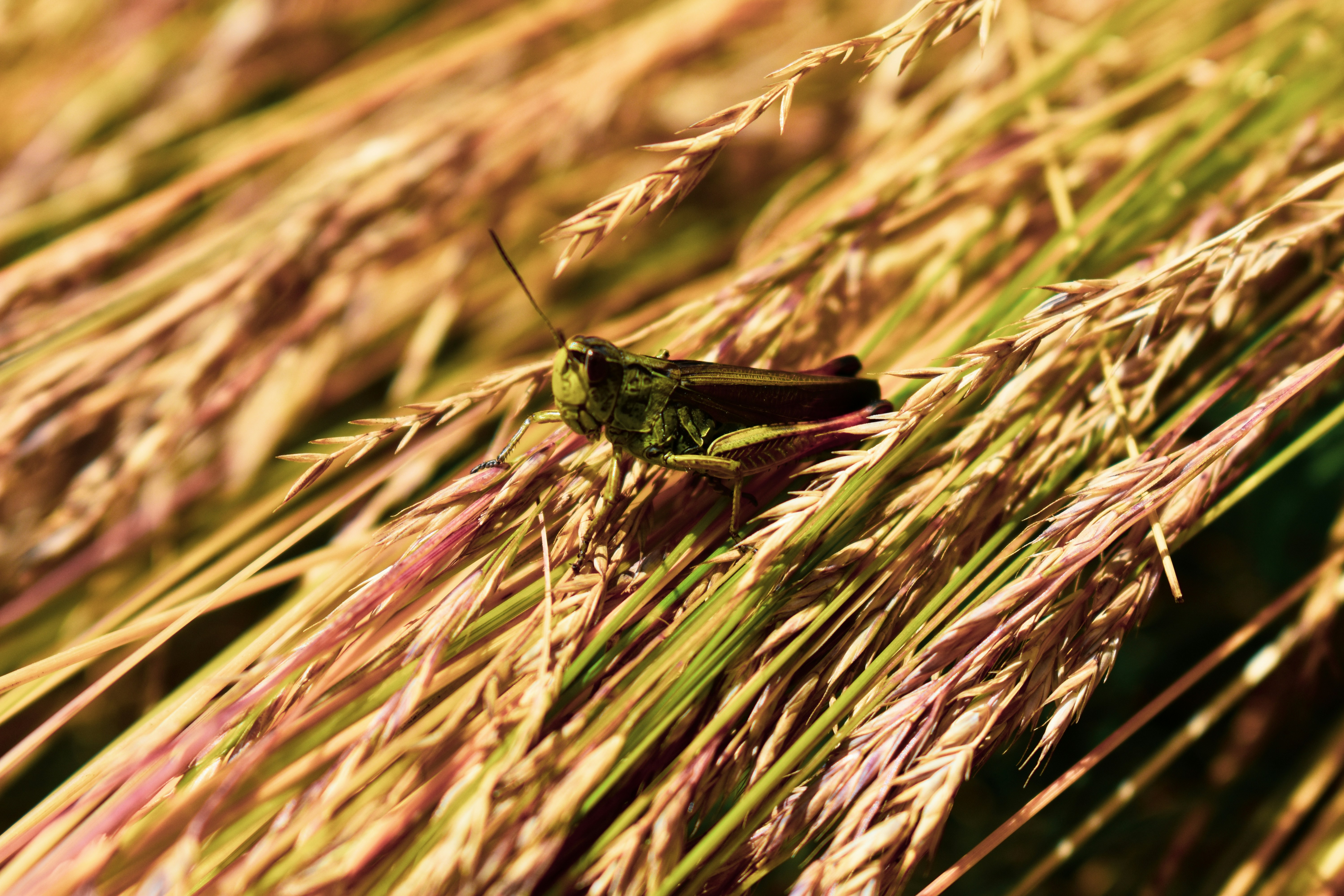 Grasshopper camouflaged among golden grasses, showcasing the intricate details of its texture and color. 