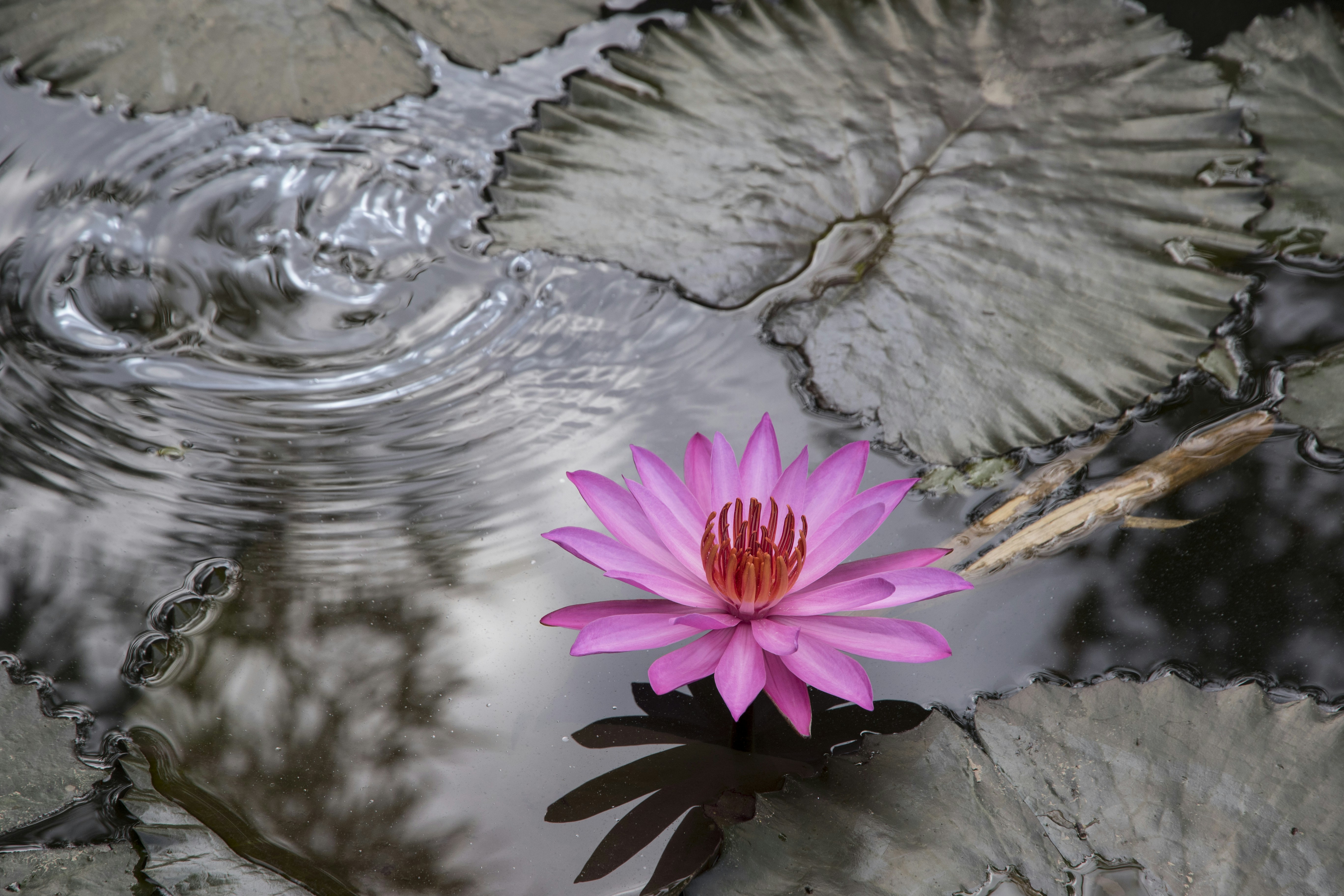 Flower Water Pictures | Download Free Images on Unsplash