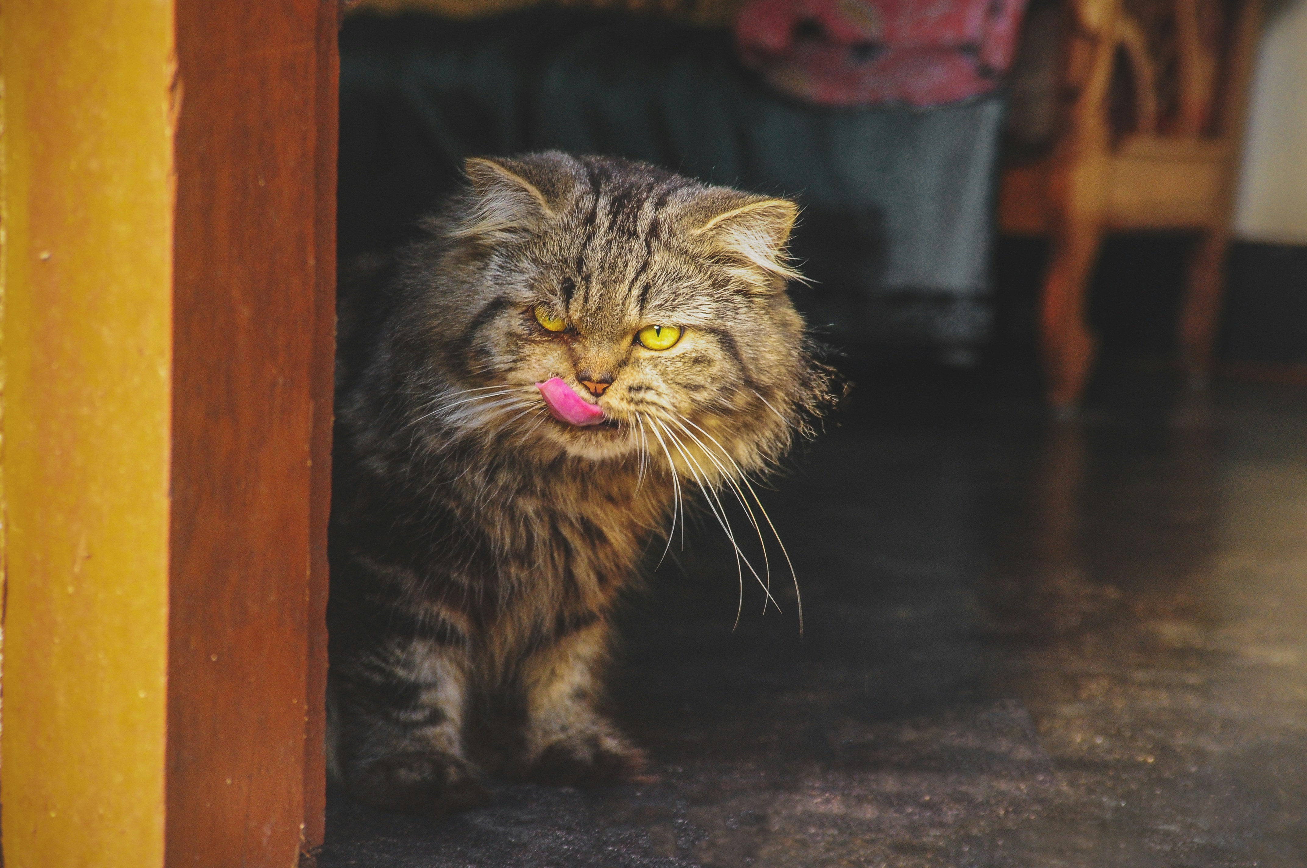 Fluffy cat peeking from behind a wooden post, tongue out in a playful manner. The warm indoor setting enhances the cat's expressive features.