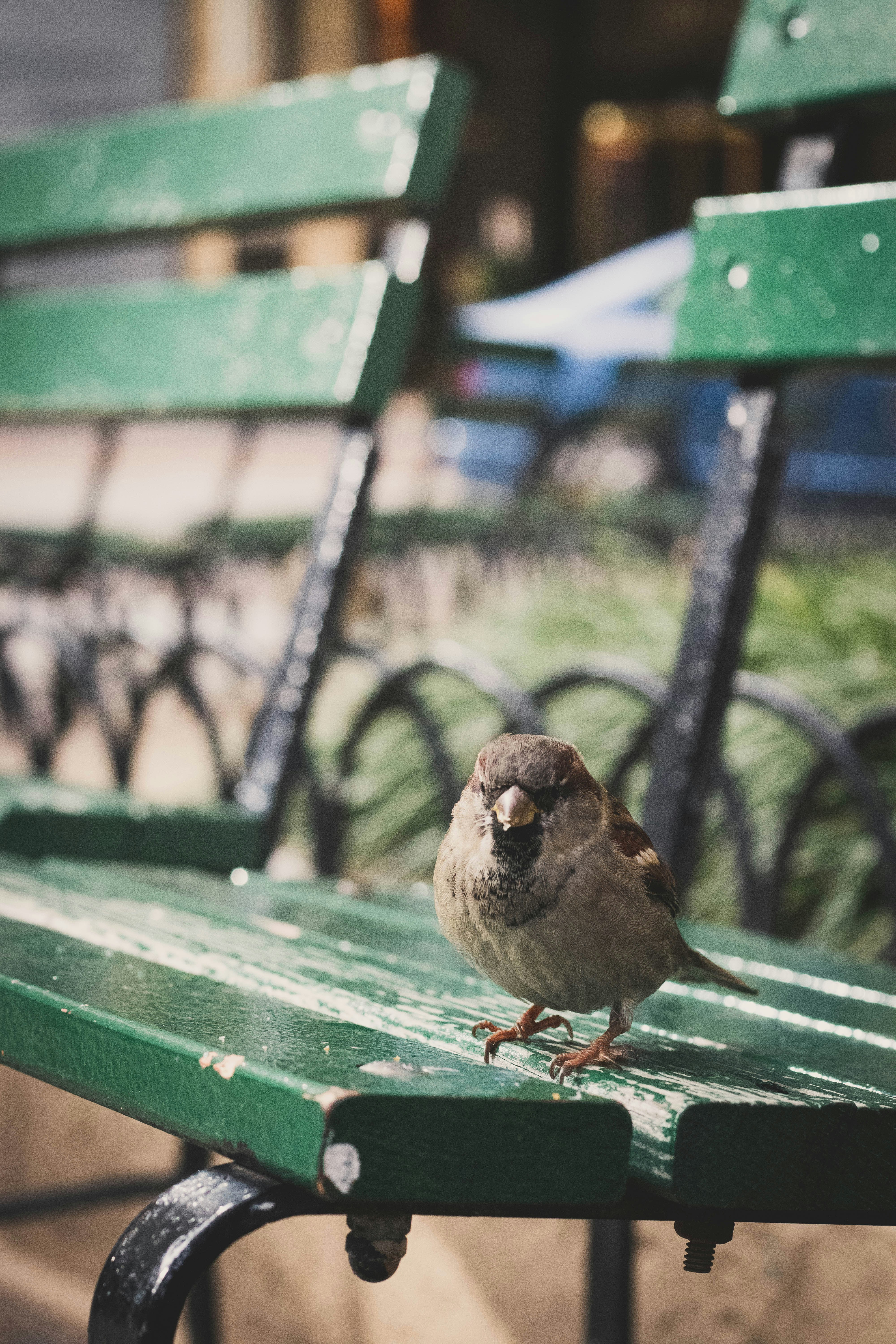 Pause on Painted Slats: A Sparrow Perches on a Green Park Bench