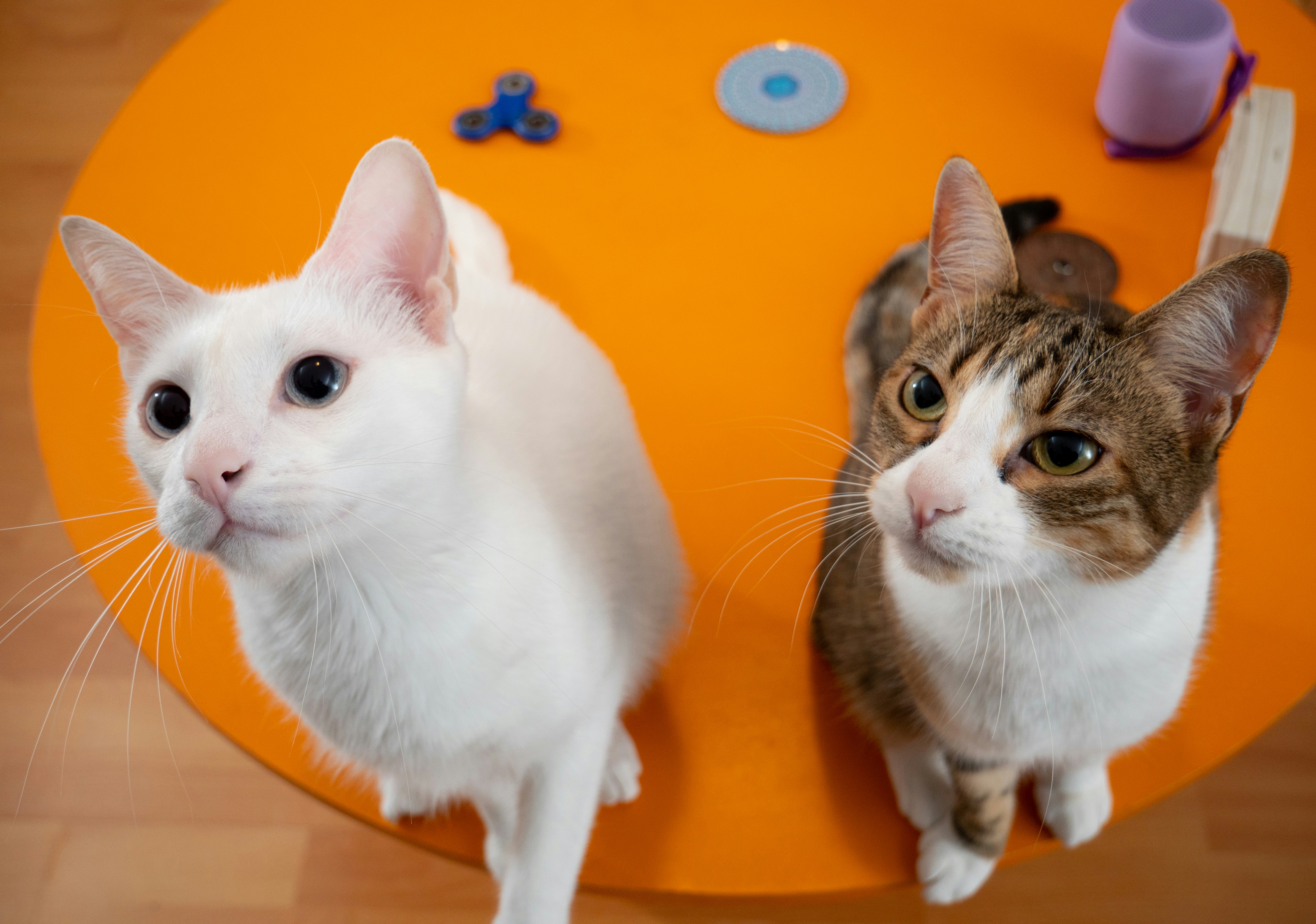 White and brown cat on orange table photo – Free Romania Image on Unsplash