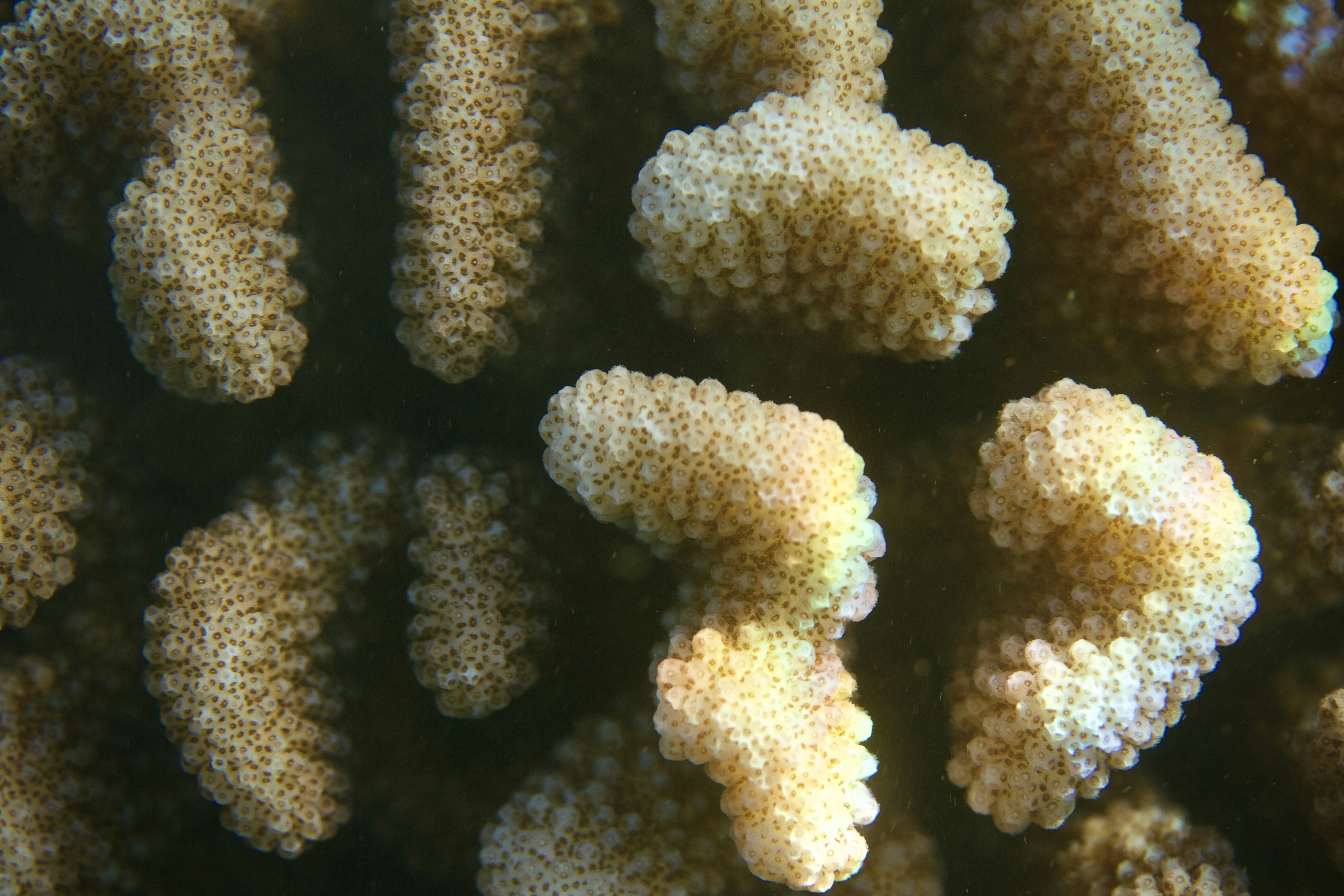 Close-up of detailed coral structures with textured surfaces under soft lighting.