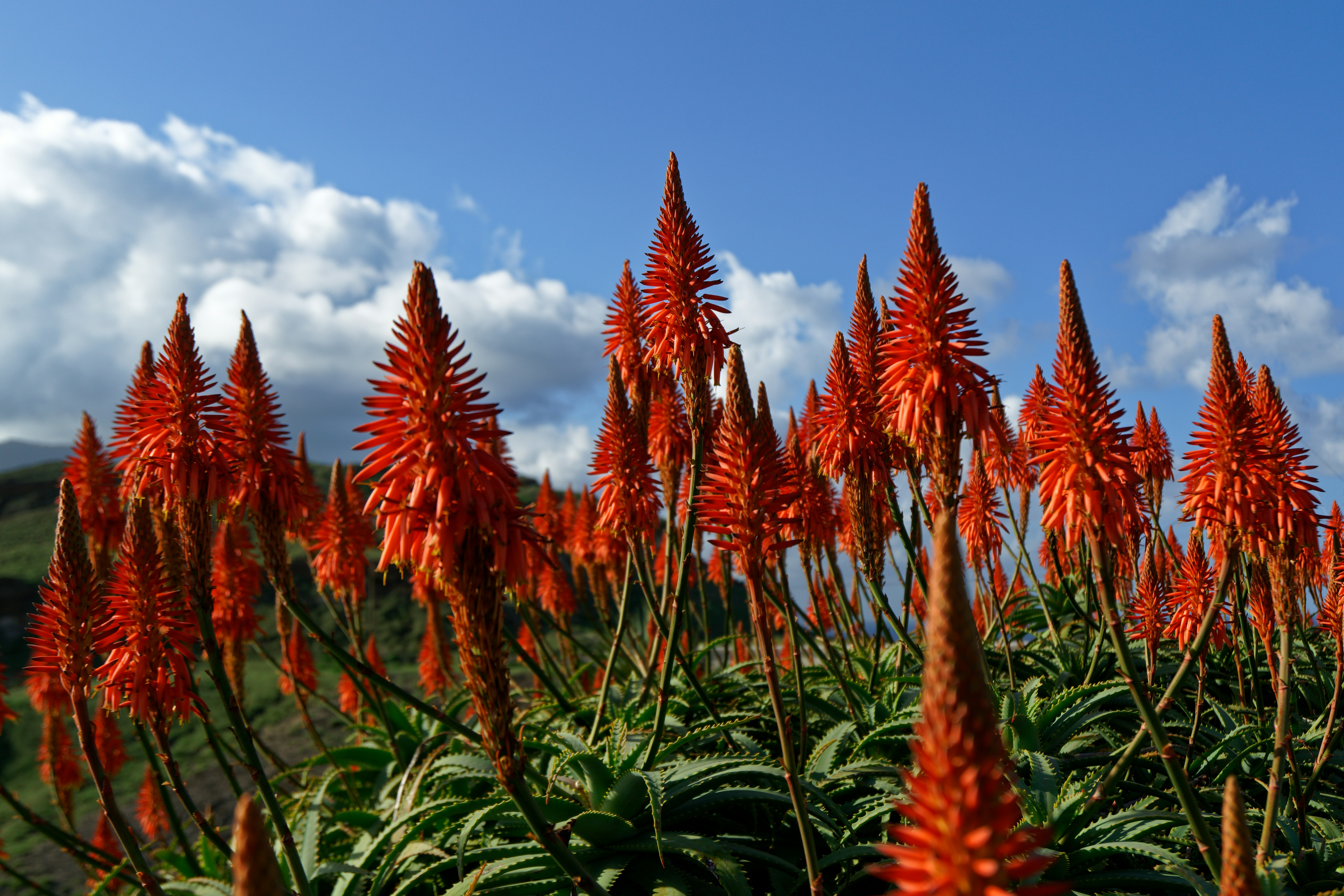 A cluster of orange aloe flowers reaching towards a bright blue sky, set against a backdrop of rolling hills and fluffy clouds.