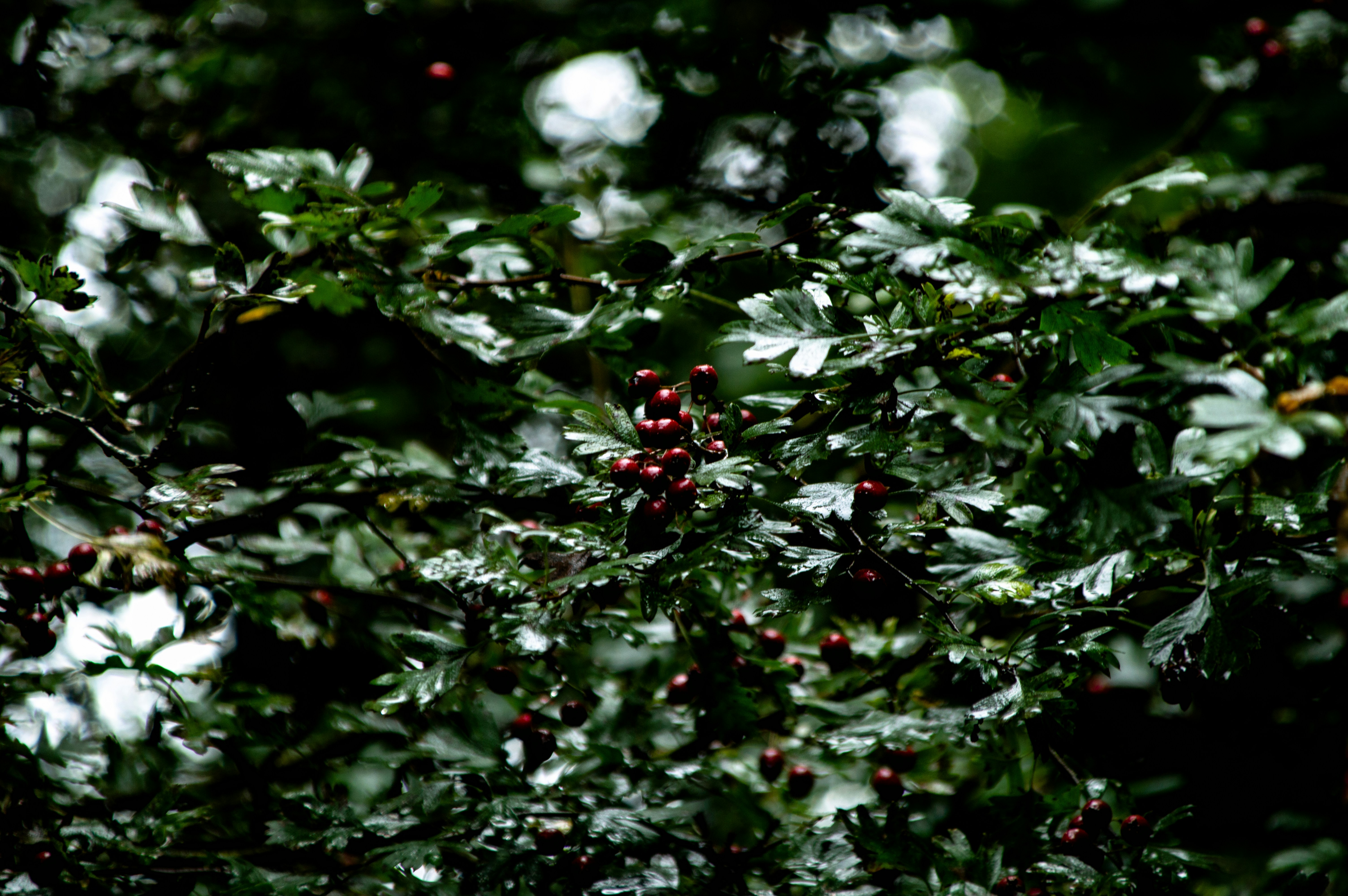 Winter hush on a berry-laden shrub amid snow-dusted leaves