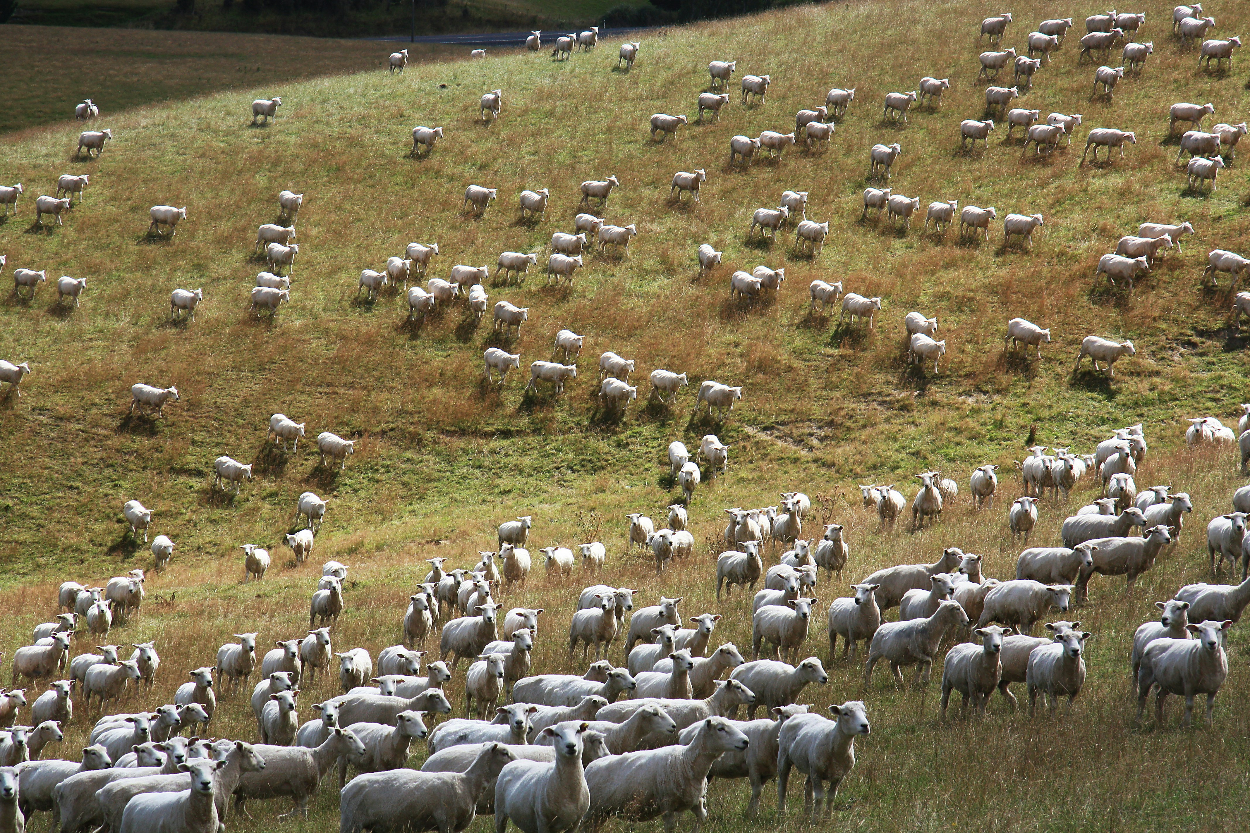 Herd of sheep on green grass field during daytime photo – Free Sheep ...