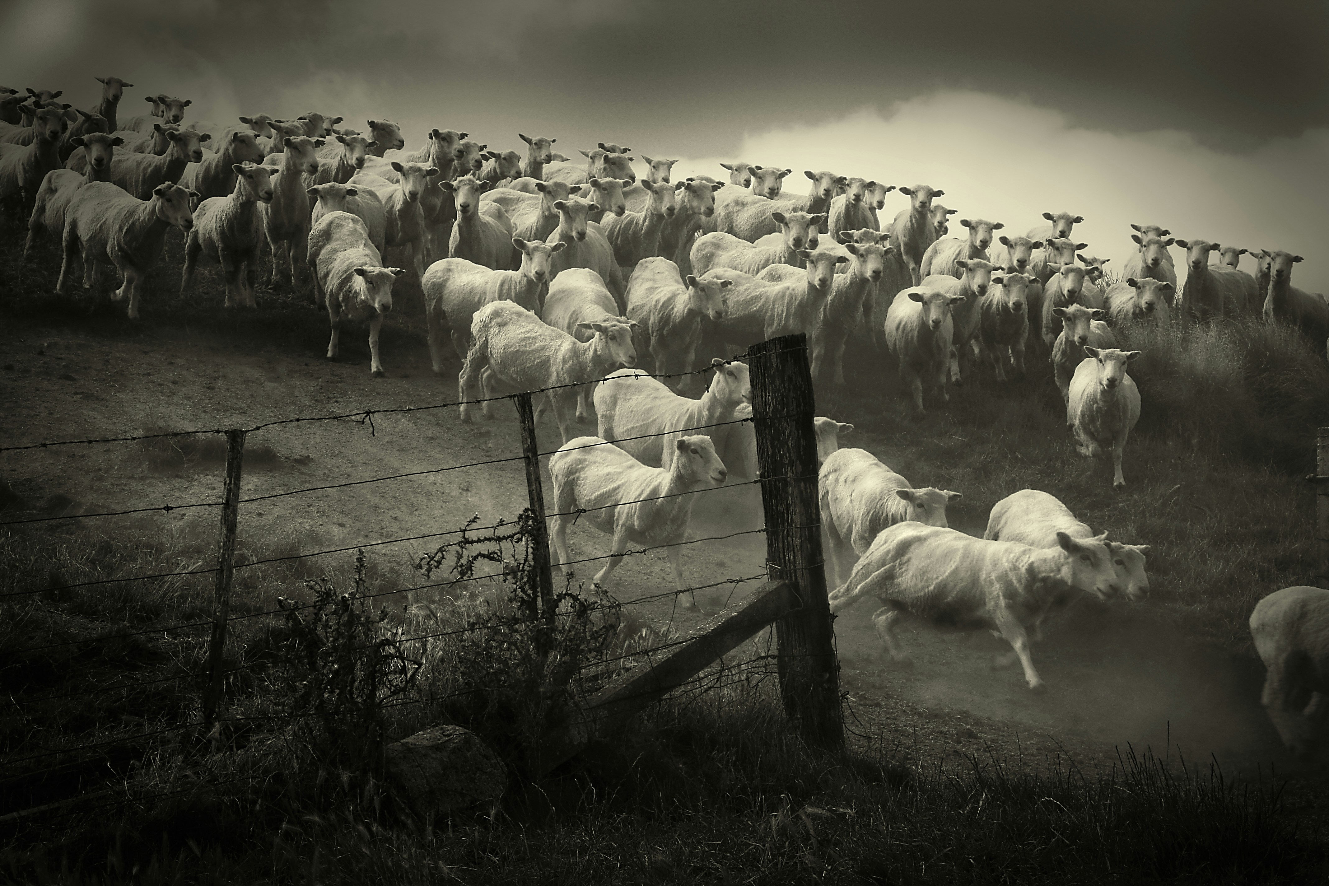 Grayscale photo of sheep on grass field photo – Free Sheep Image on ...