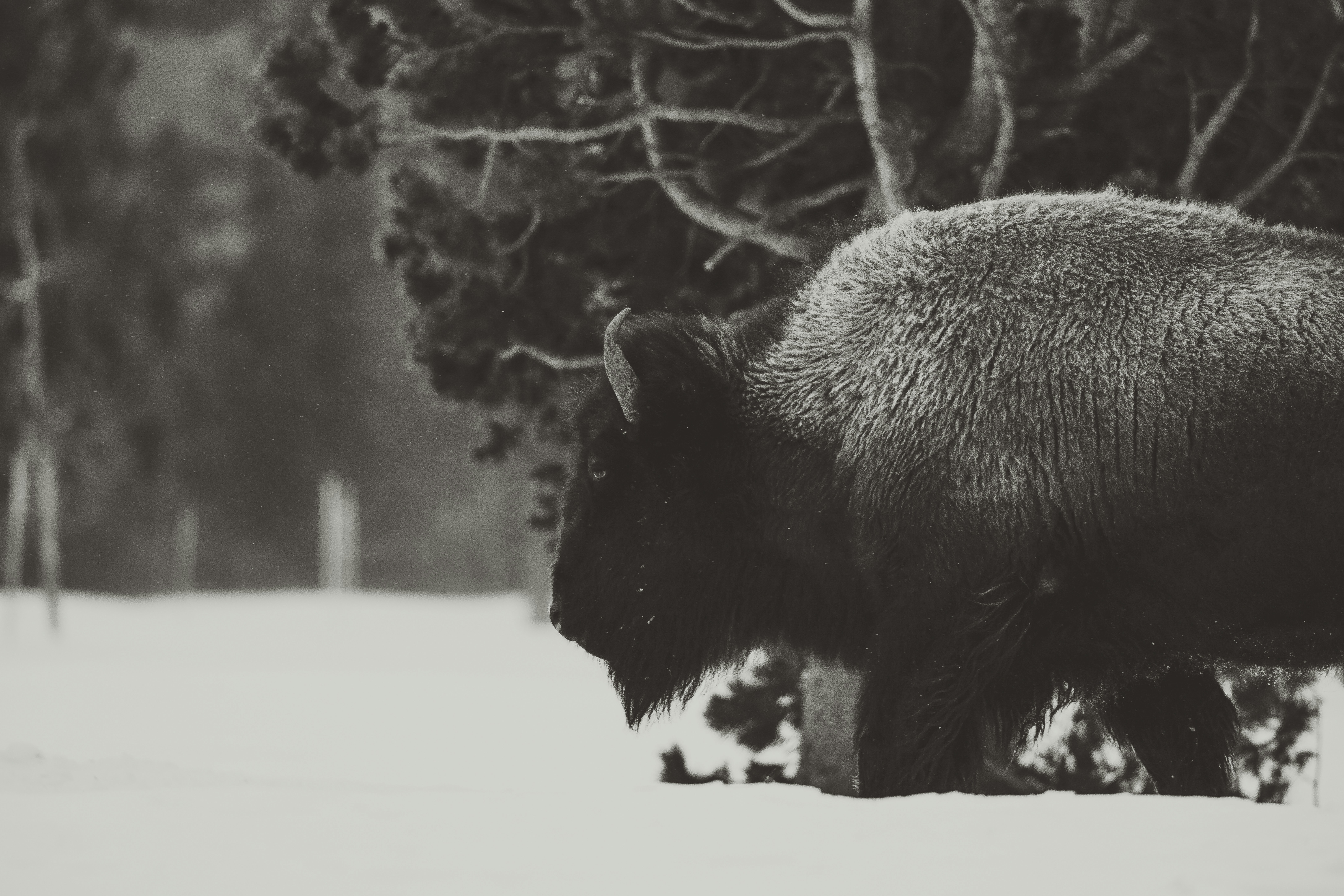 Snowbound Sentinel: A solitary bear at the edge of winter
