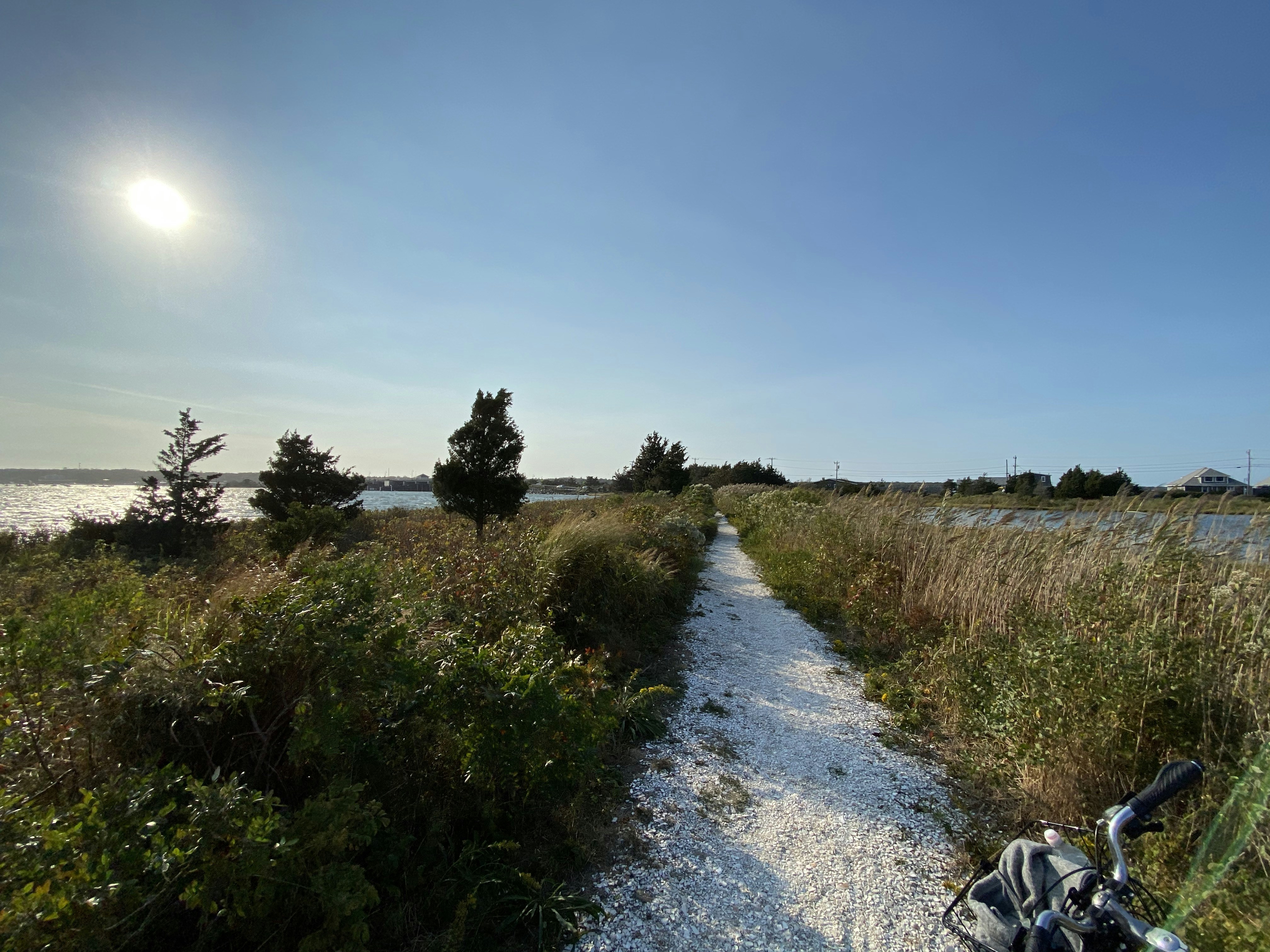 Sunlit Coastal Path Framed by Reeds