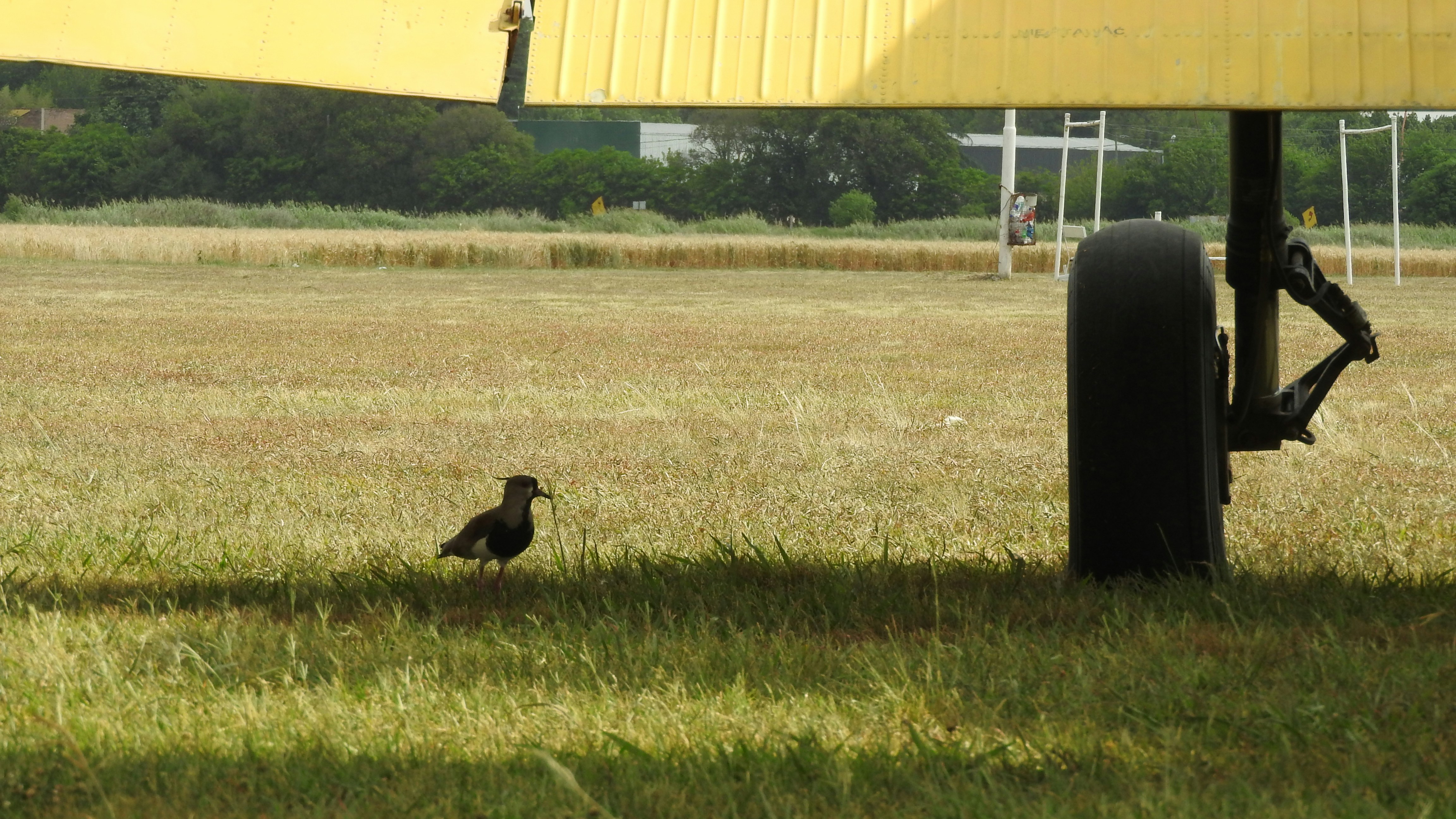 A solitary bird stands on sunlit grass beside the yellow aircraft wing's landing gear. This photograph emphasizes the contrast between nature and industrial scale.